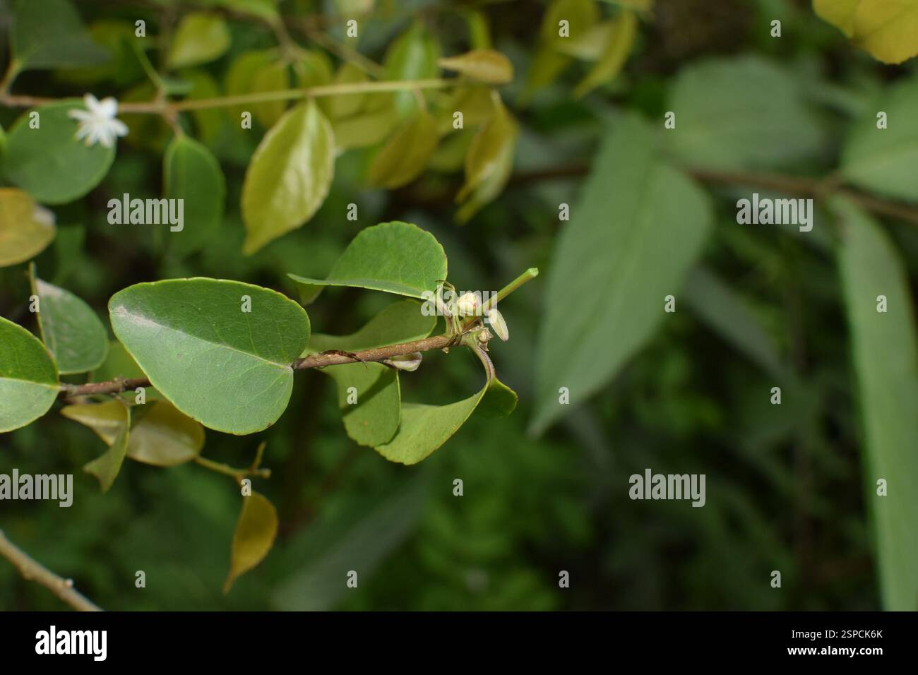 Triangle Crab Spider (Ebrechtella tricuspidata), Arachnida, 中国浙江省杭州市余杭区 ...
