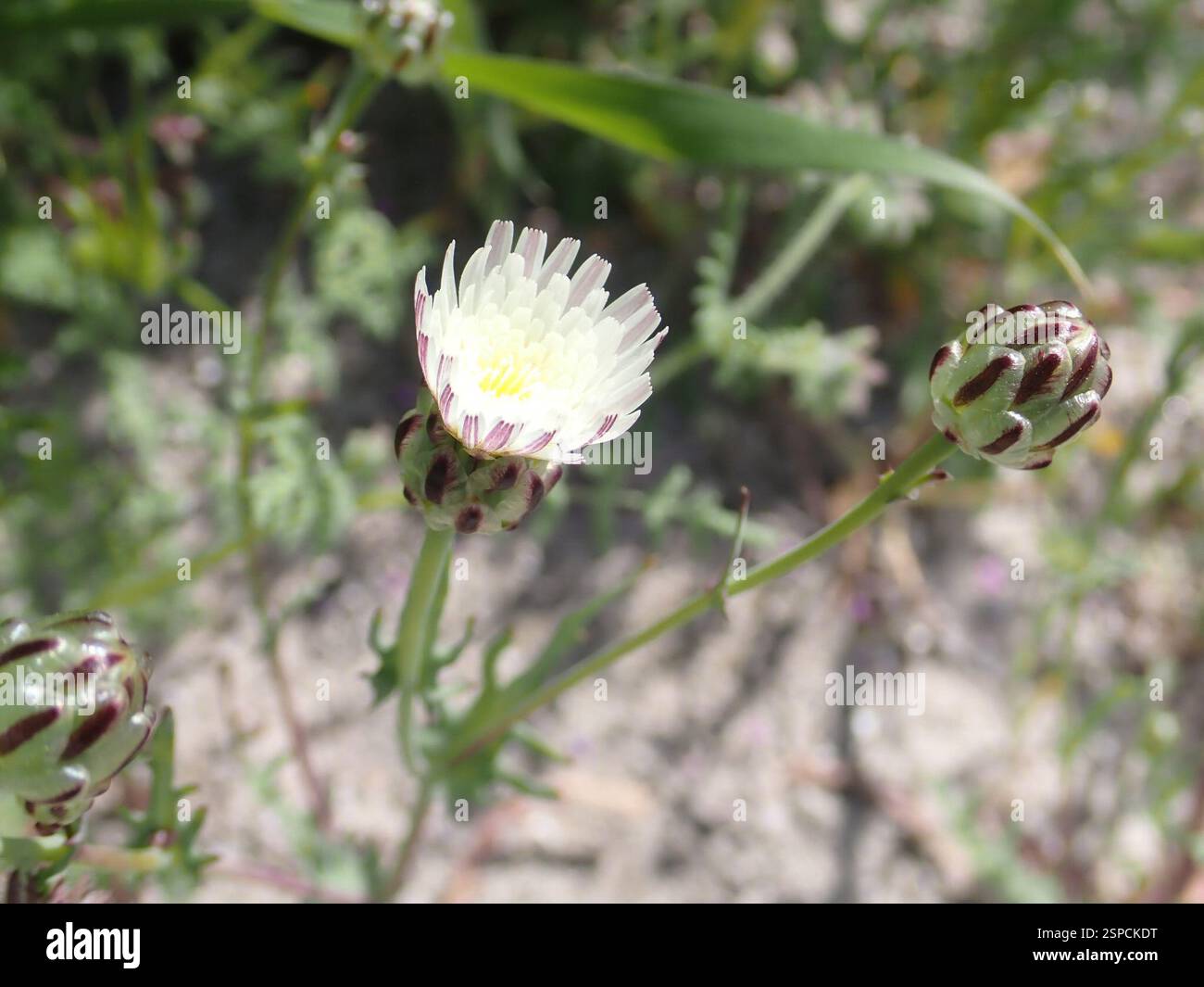 snake's-head (Malacothrix coulteri), Plantae, Western Kern County, CA ...