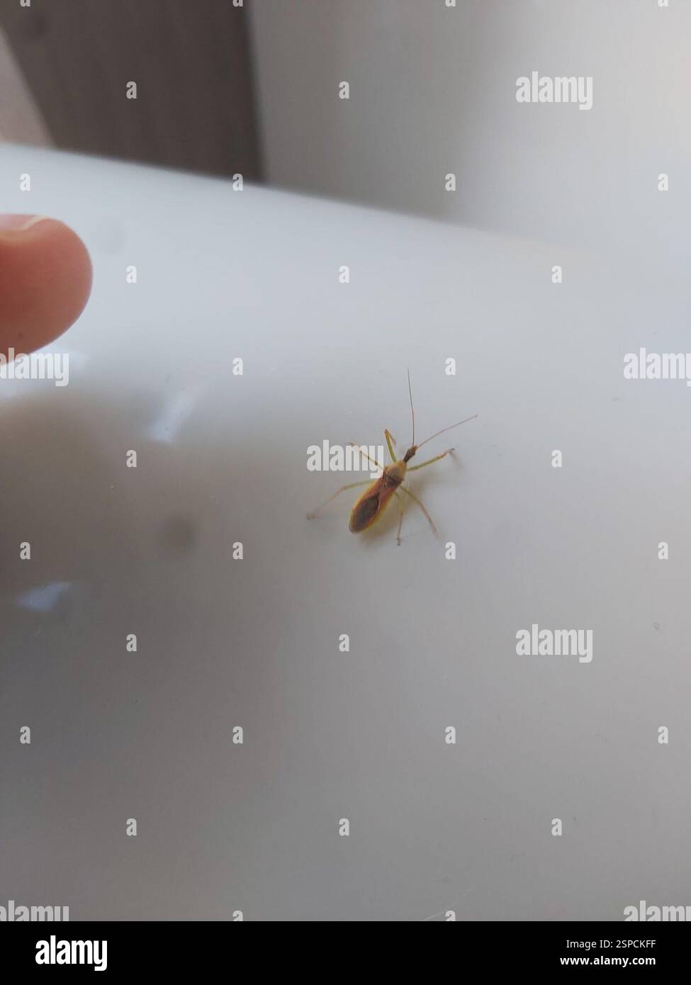 Leafhopper Assassin Bug (Zelus renardii), Insecta, Petit Bard, 34080 ...