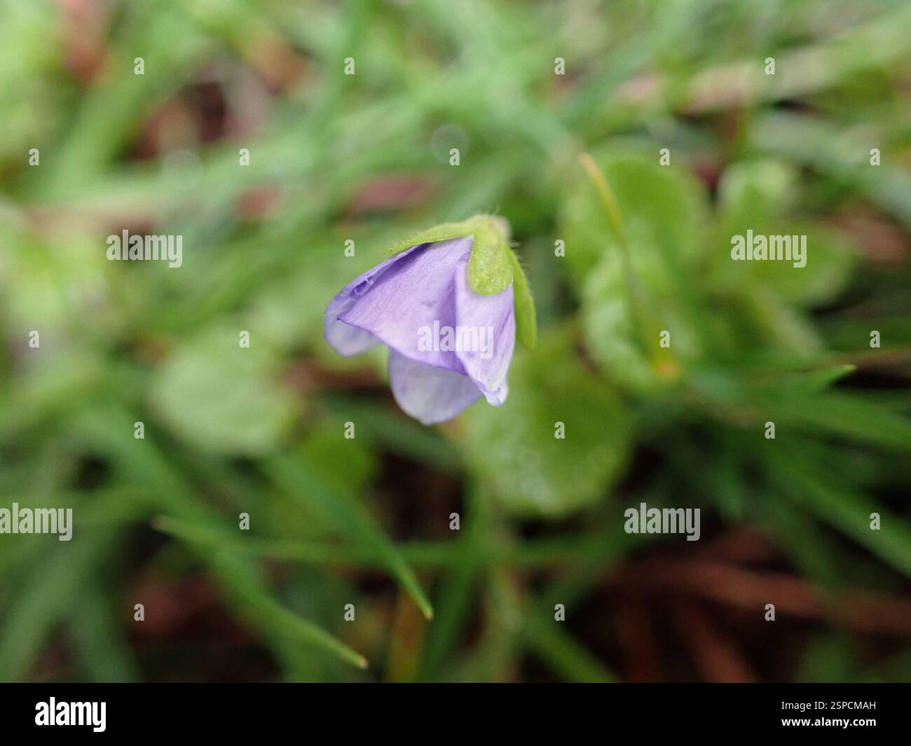 Slender speedwell (Veronica filiformis), Plantae, Central Vancouver ...