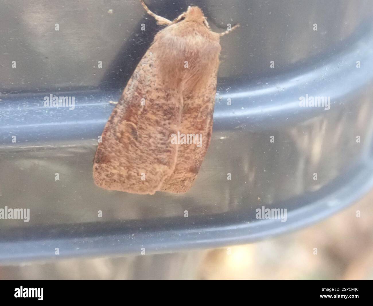 Ruby Quaker (Orthosia rubescens), Insecta, Athol, MA, USA Stock Photo ...