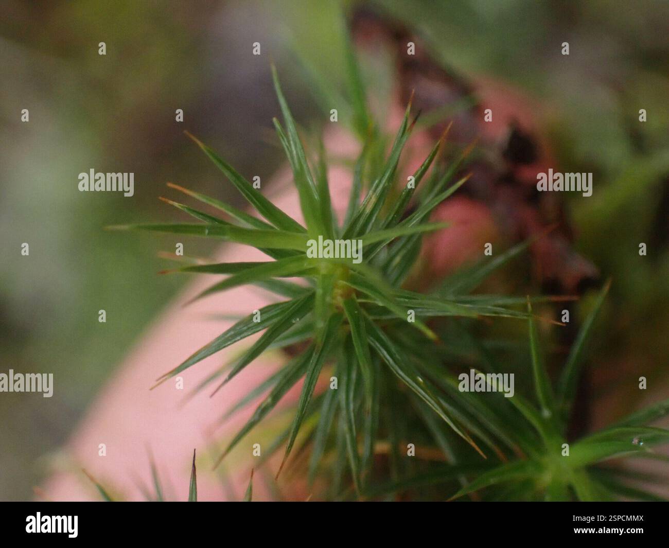 juniper haircap moss (Polytrichum juniperinum), Plantae, Capital, BC ...