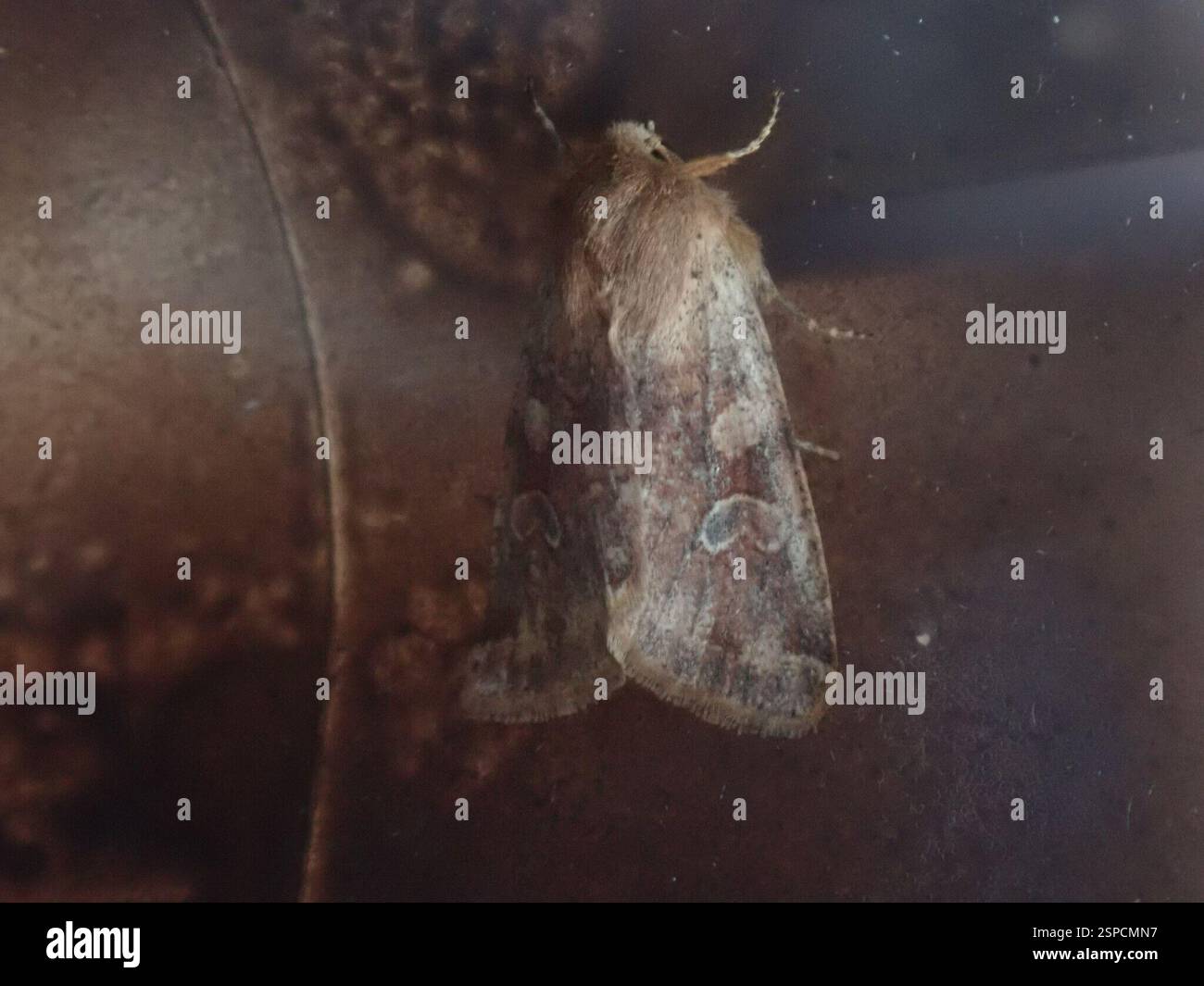 Ruby Quaker (Orthosia rubescens), Insecta, Worcester, Massachusetts ...