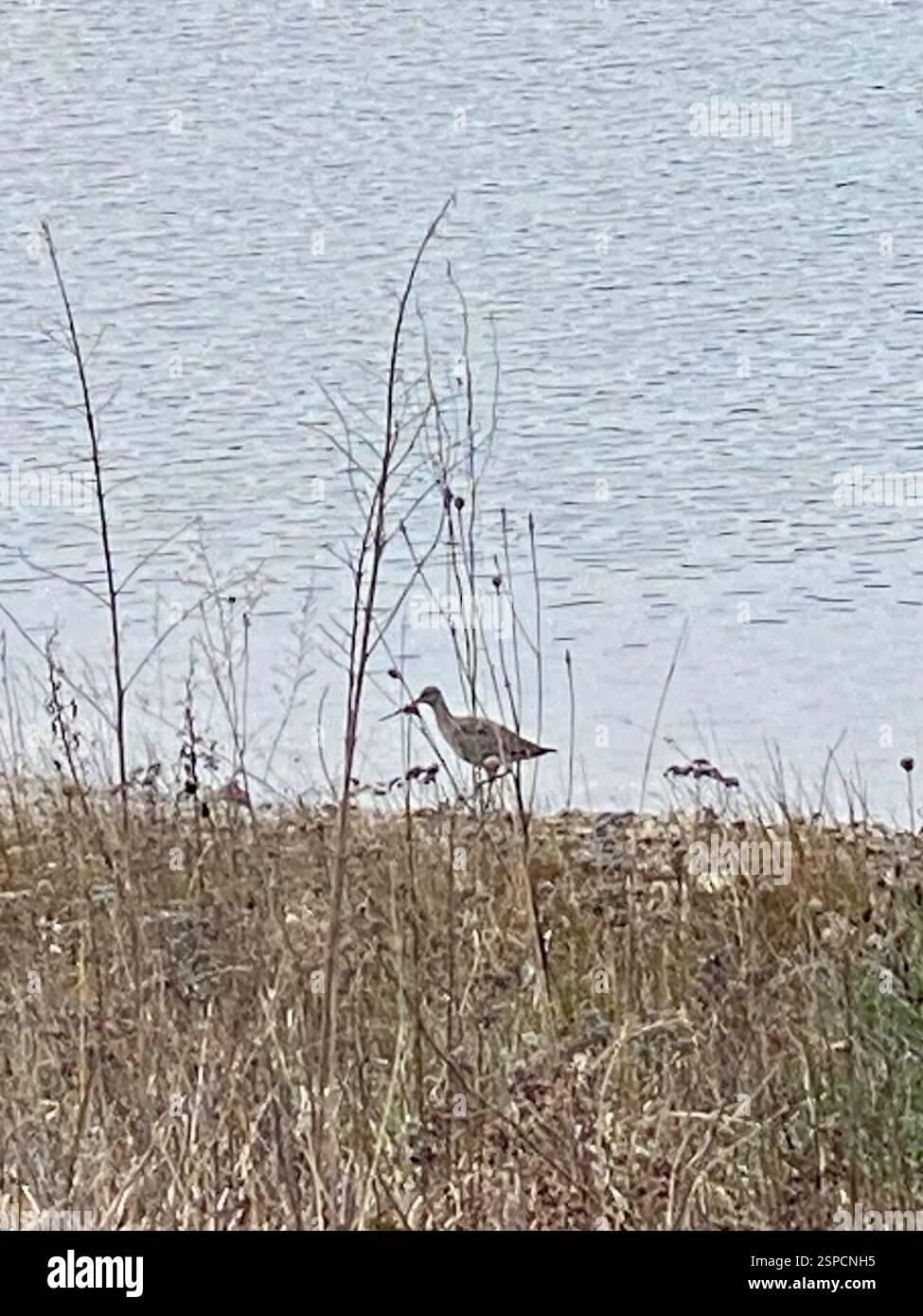 Hudsonian Godwit (Limosa haemastica), Aves, Northerly Island, Chicago ...
