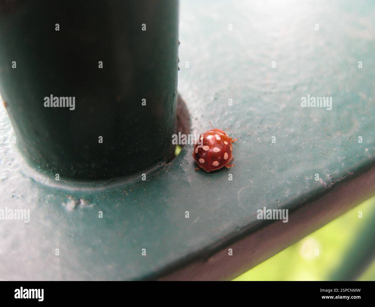 Cream-spotted Ladybird (Calvia quatuordecimguttata), Insecta, Edinburgh ...