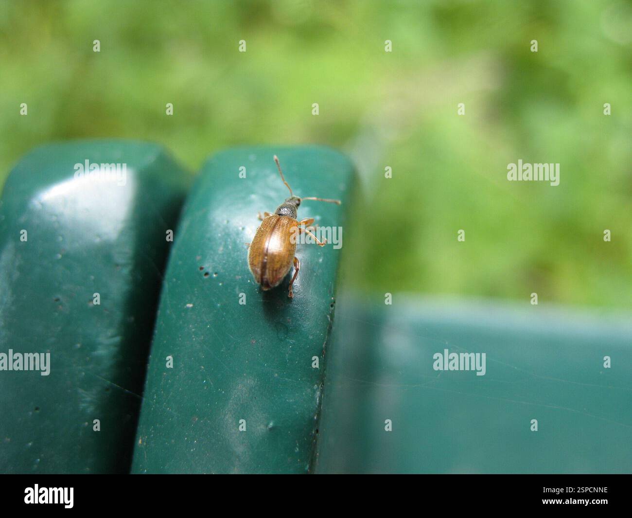 Brown Leaf Weevil (Phyllobius oblongus), Insecta, Edinburgh, UK Stock ...