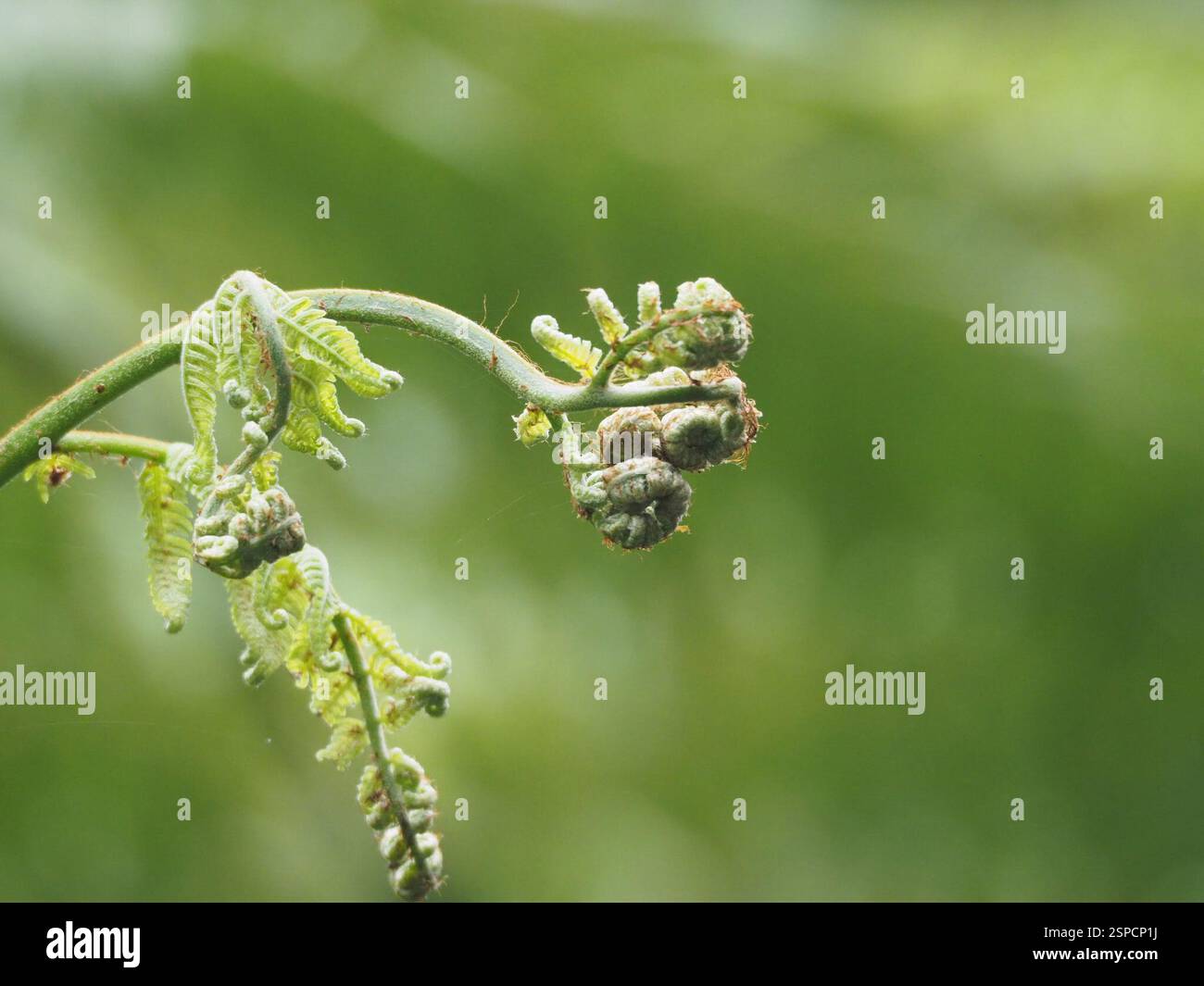 Spiny Tree Fern (Alsophila spinulosa), Plantae, 台灣台北 Stock Photo - Alamy