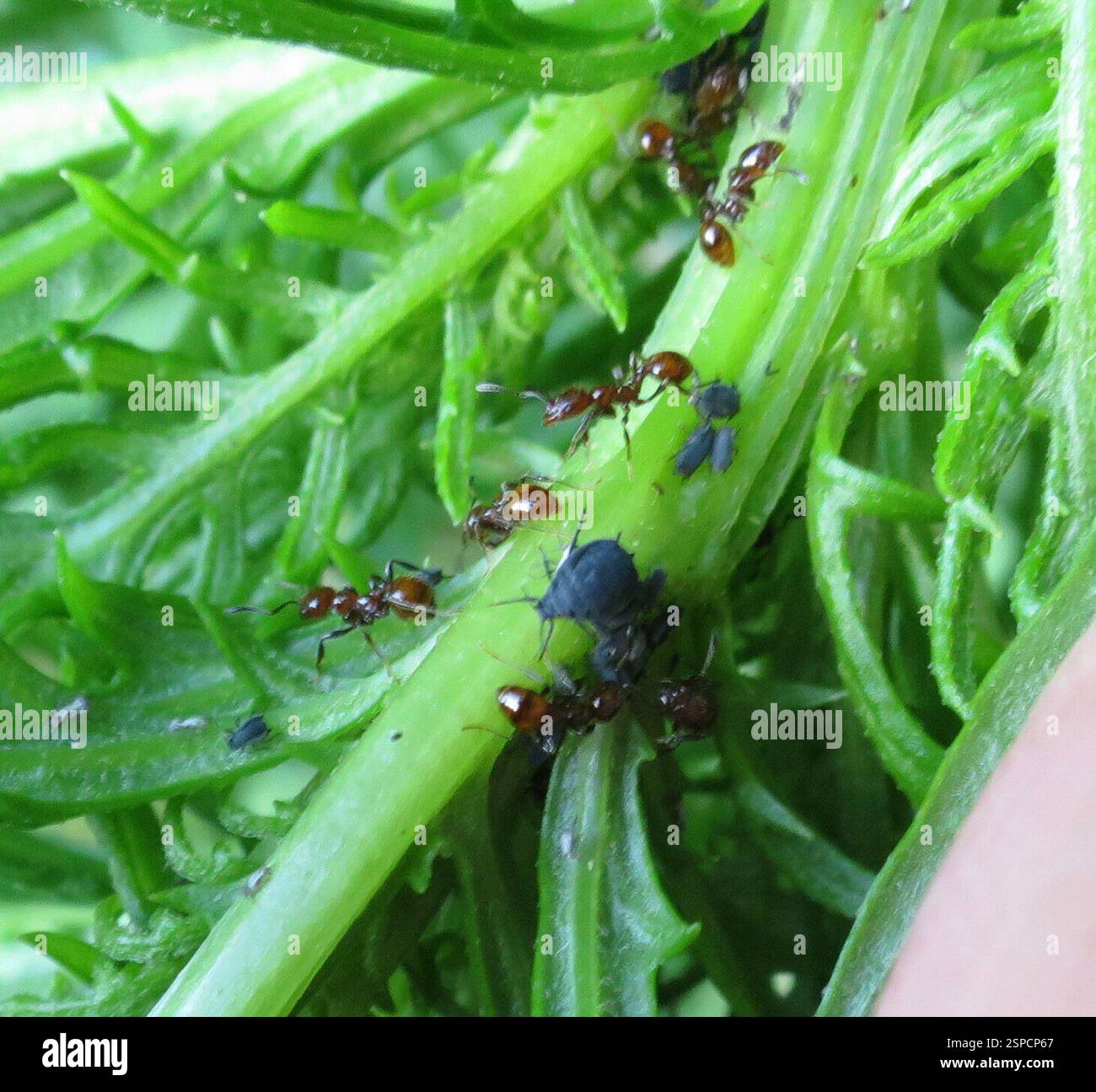 Aphids (Aphididae), Insecta, Western Heights, Rotorua, New Zealand, The ...