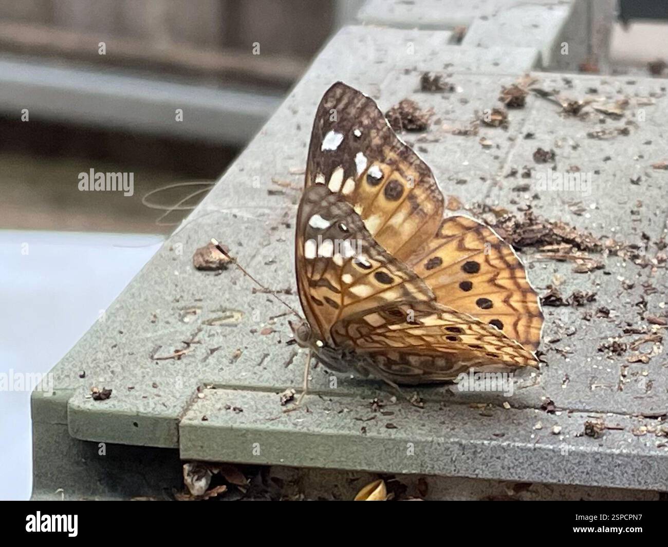 Hackberry Emperor (Asterocampa celtis), Insecta, Texas, US Stock Photo ...