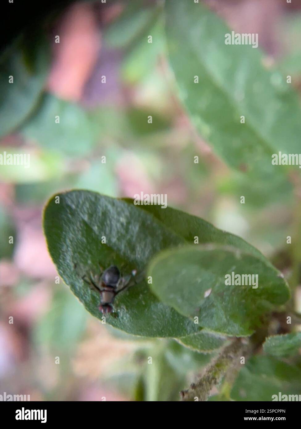 Boatman Fly (Pogonortalis doclea), Insecta, Melbourne VIC, Australia ...