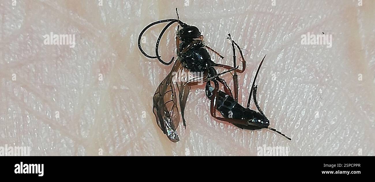 Ichneumonid and Braconid Wasps (Ichneumonoidea), Insecta, Ballenstedt ...