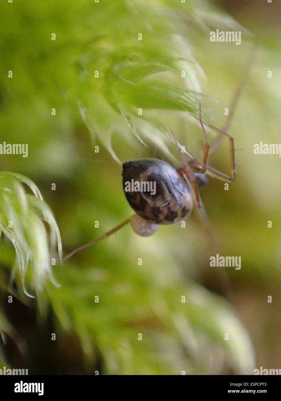 (Tenuiphantes), Arachnida, Central Vancouver, Vancouver, BC, Canada ...