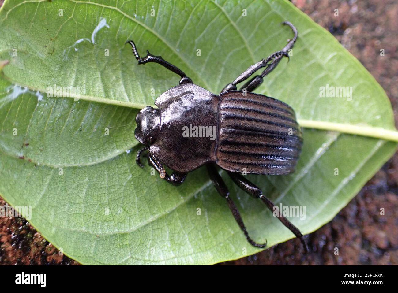 (Anomalipus expansicollis), Insecta, Sabiepark, Sabie Park, 1260, South ...