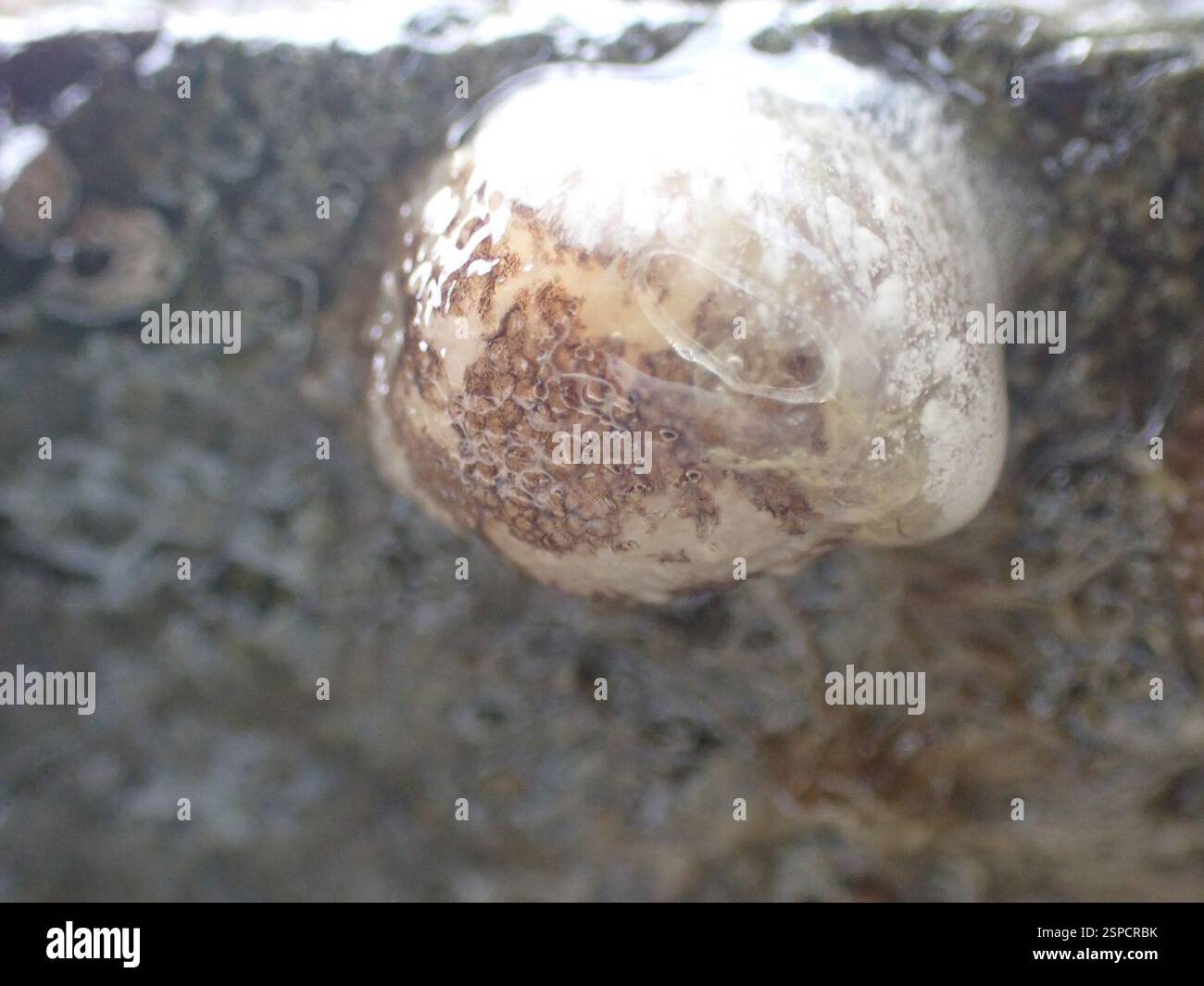 barnacle-eating dorid (Onchidoris bilamellata), Mollusca, Bowen Island ...