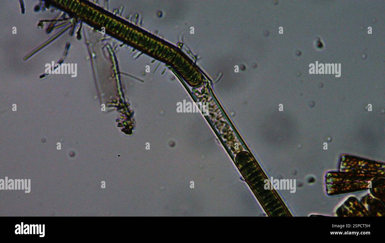 (Oscillatoriales), , George Town, Cayman Islands, Magnification of ...
