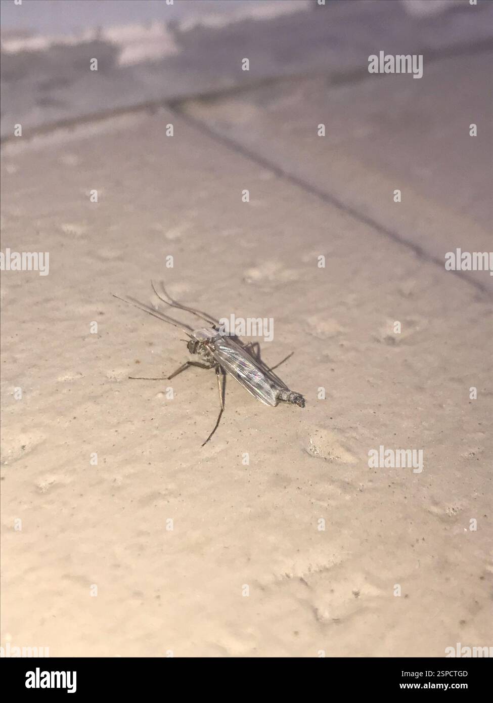 Non-biting Midges (Chironomidae), Insecta, 210th Ave, Percival, IA, US ...