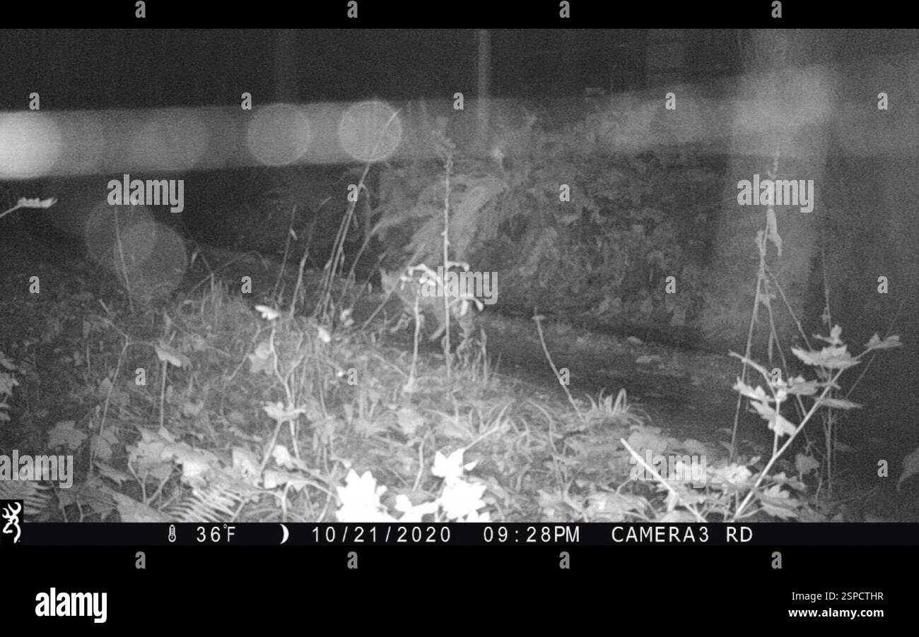 Western Bobcat (Lynx rufus fasciatus), Mammalia, Oregon, US Stock Photo ...