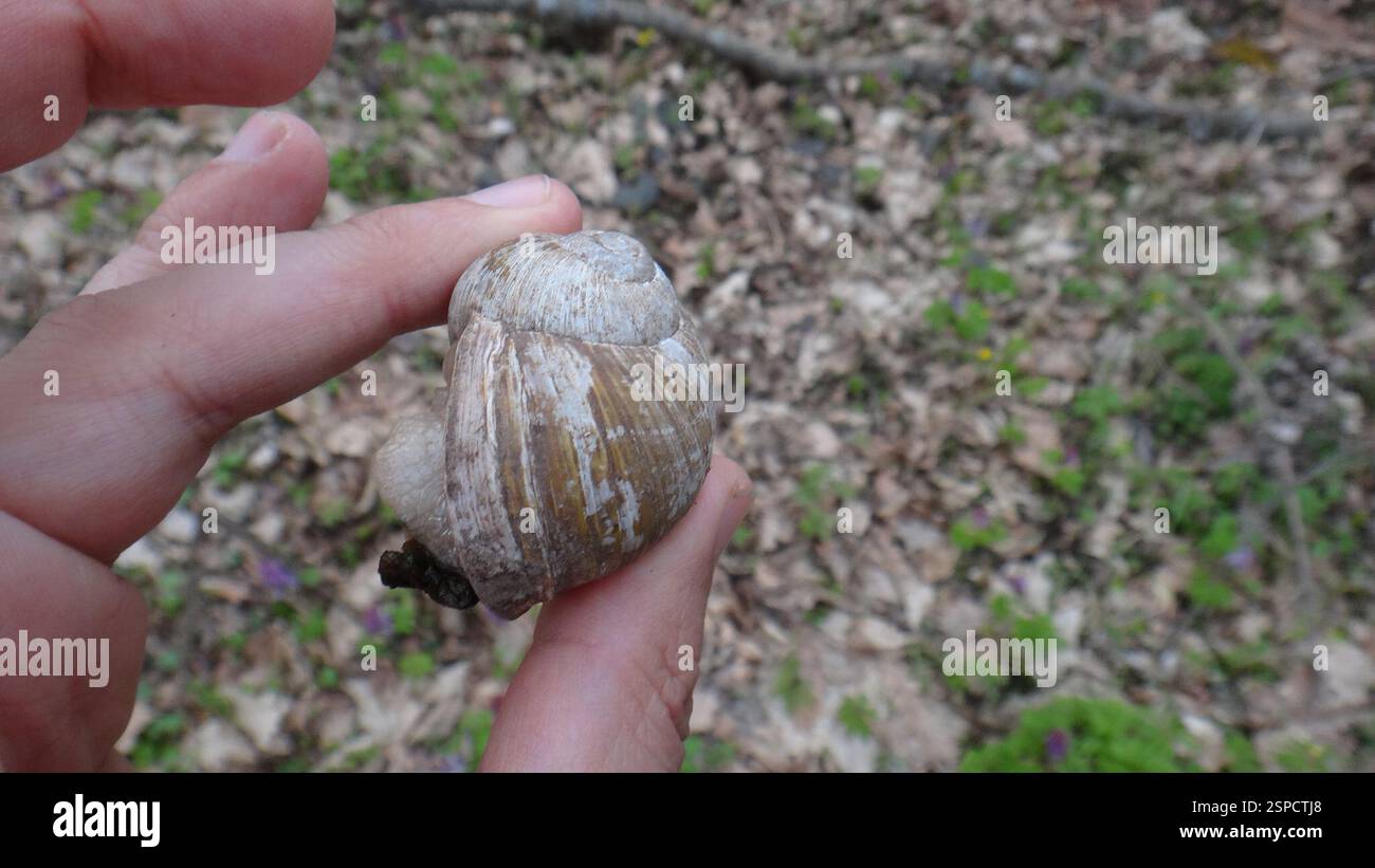 (Helix), Mollusca, Маньківський район, Черкаська область, Україна Stock ...