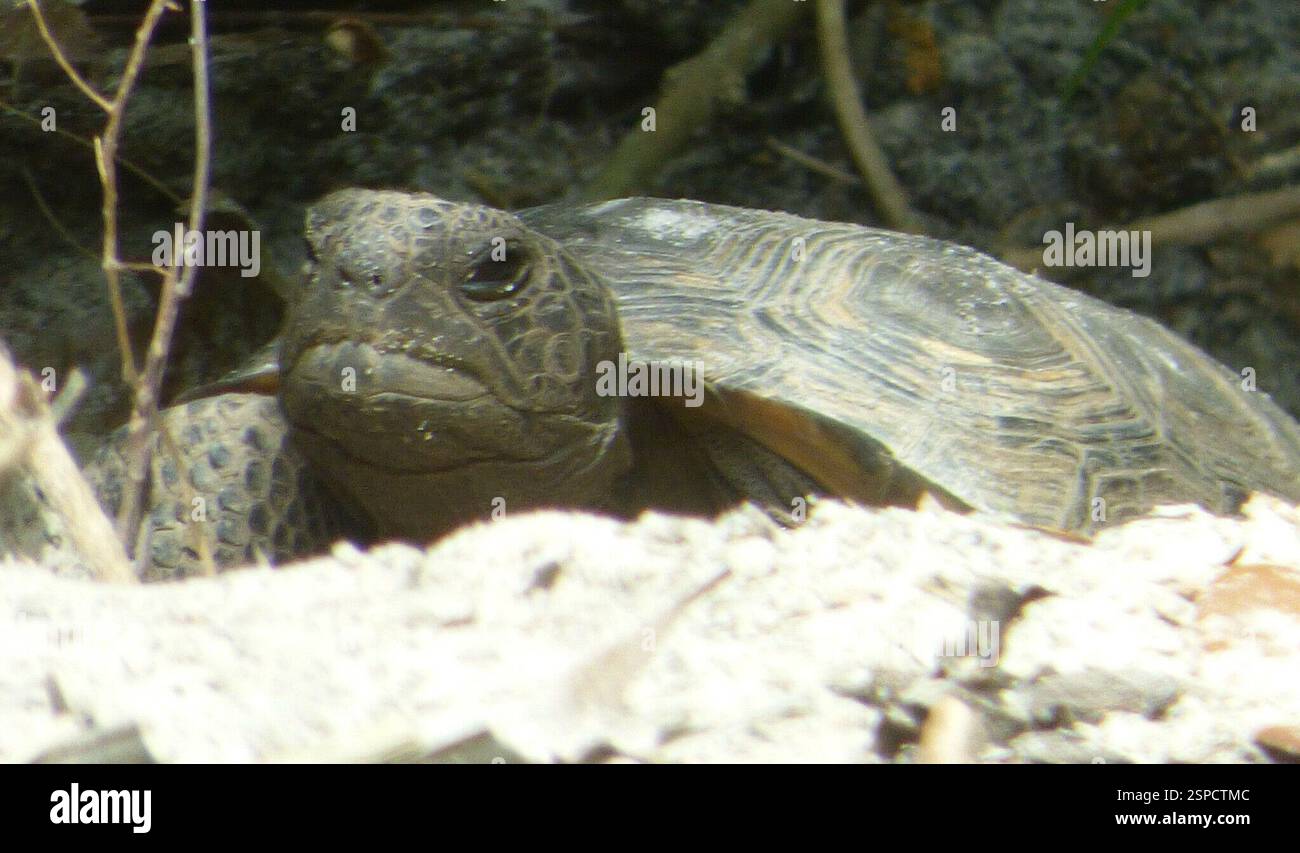 Gopher Tortoise (Gopherus polyphemus), Reptilia, Florida, US, GT # 2 ...