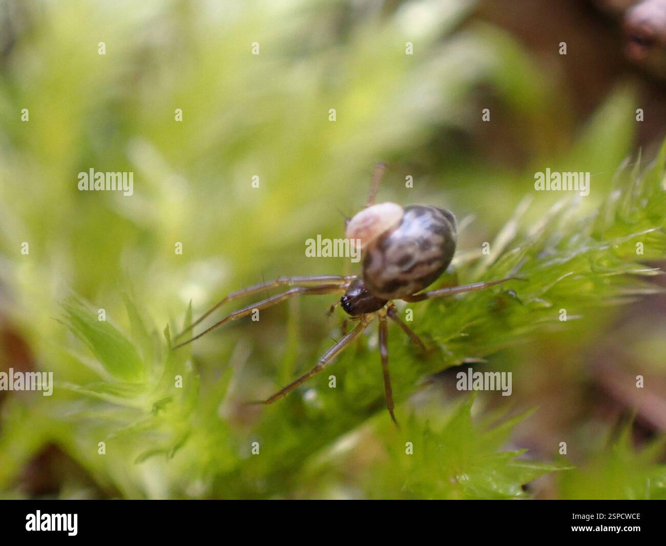 (Tenuiphantes), Arachnida, Central Vancouver, Vancouver, BC, Canada ...