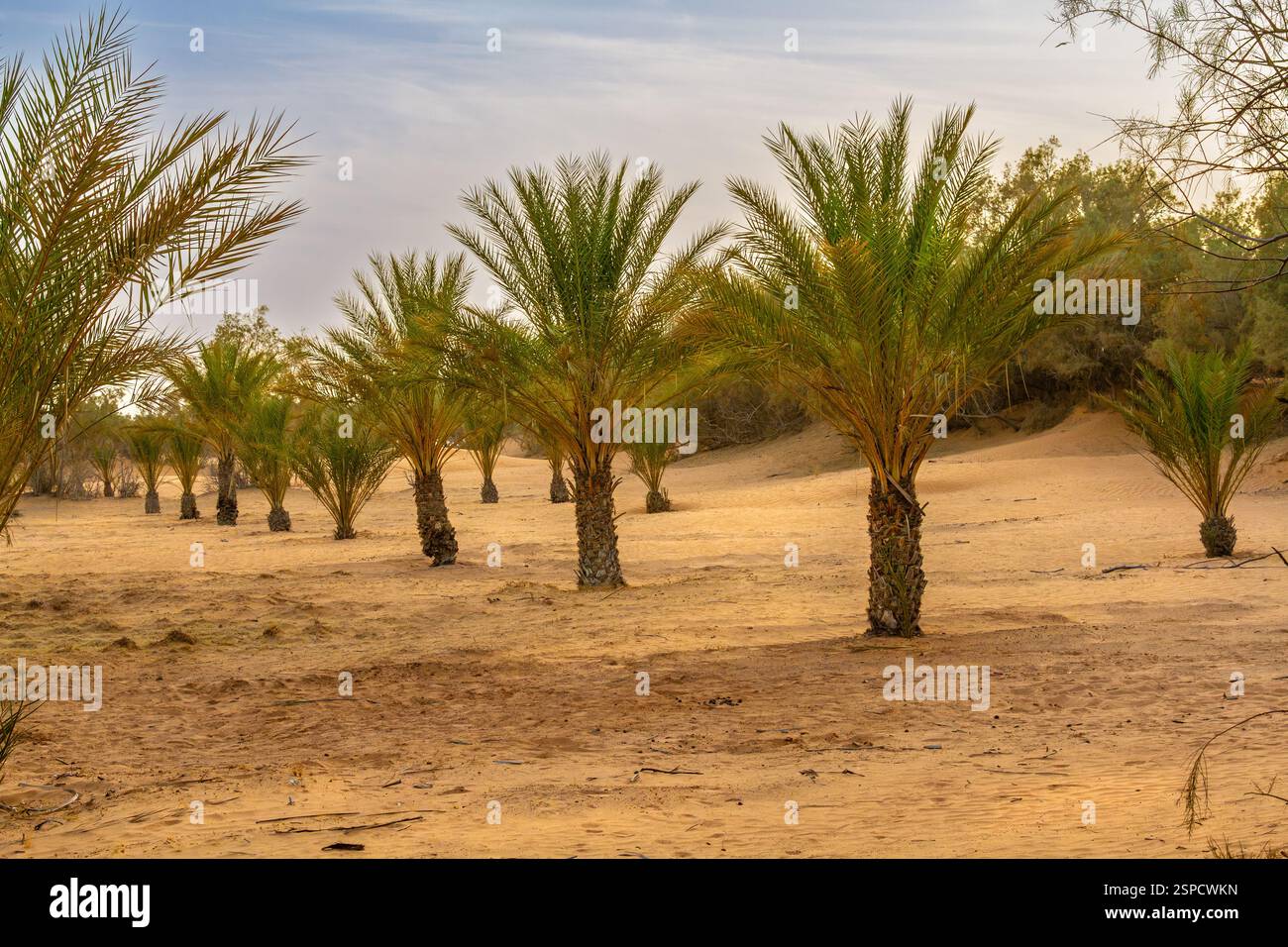 Plantation of the date palm. Date trees (Phoenix dactylifera L.) in an ...