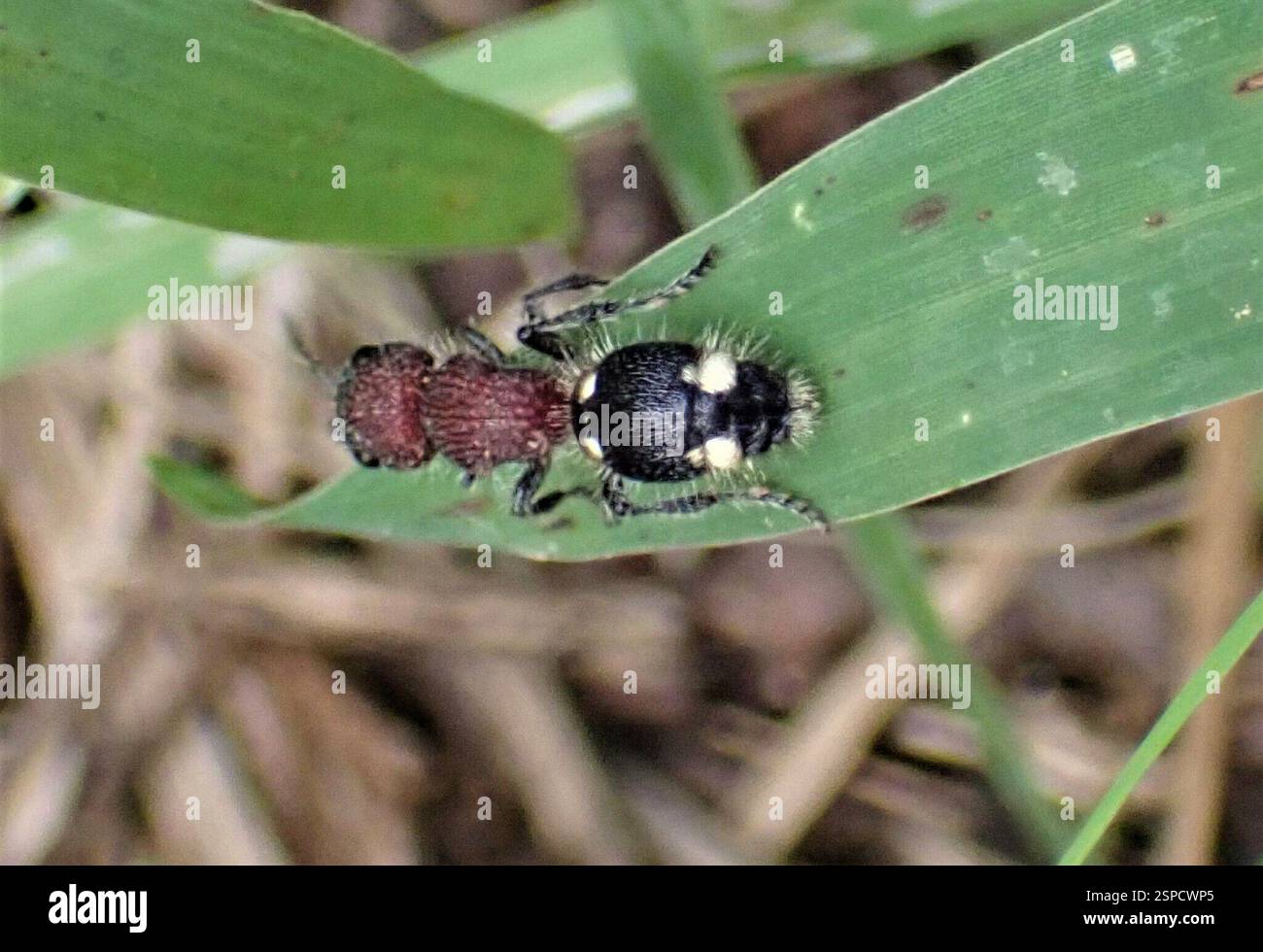 (Mutilla), Insecta, Sabiepark, Sabie Park, 1260, South Africa Stock ...