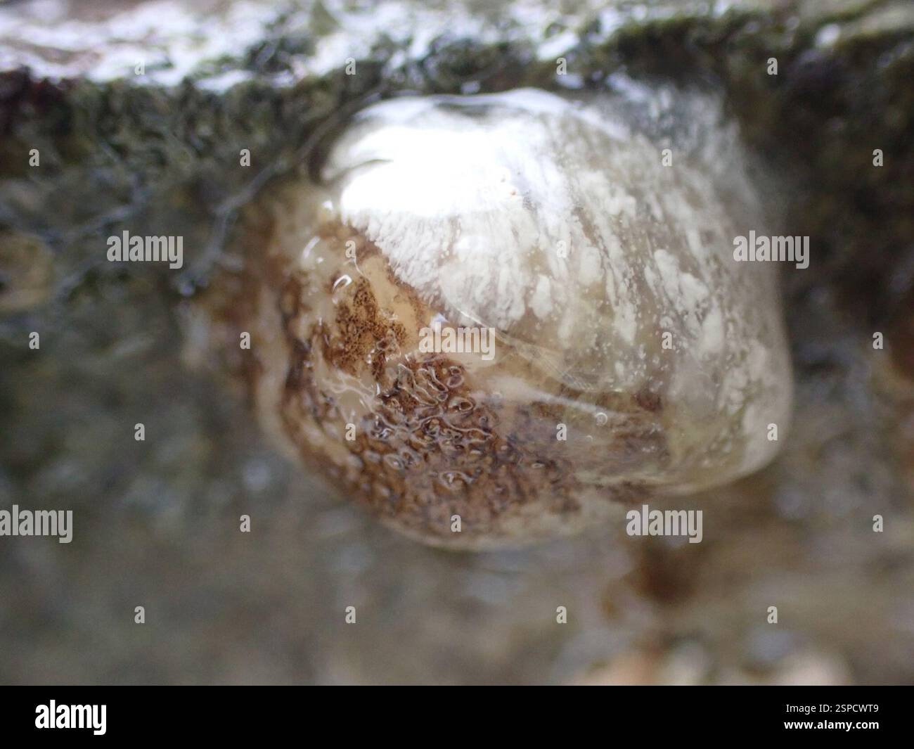 barnacle-eating dorid (Onchidoris bilamellata), Mollusca, Bowen Island ...