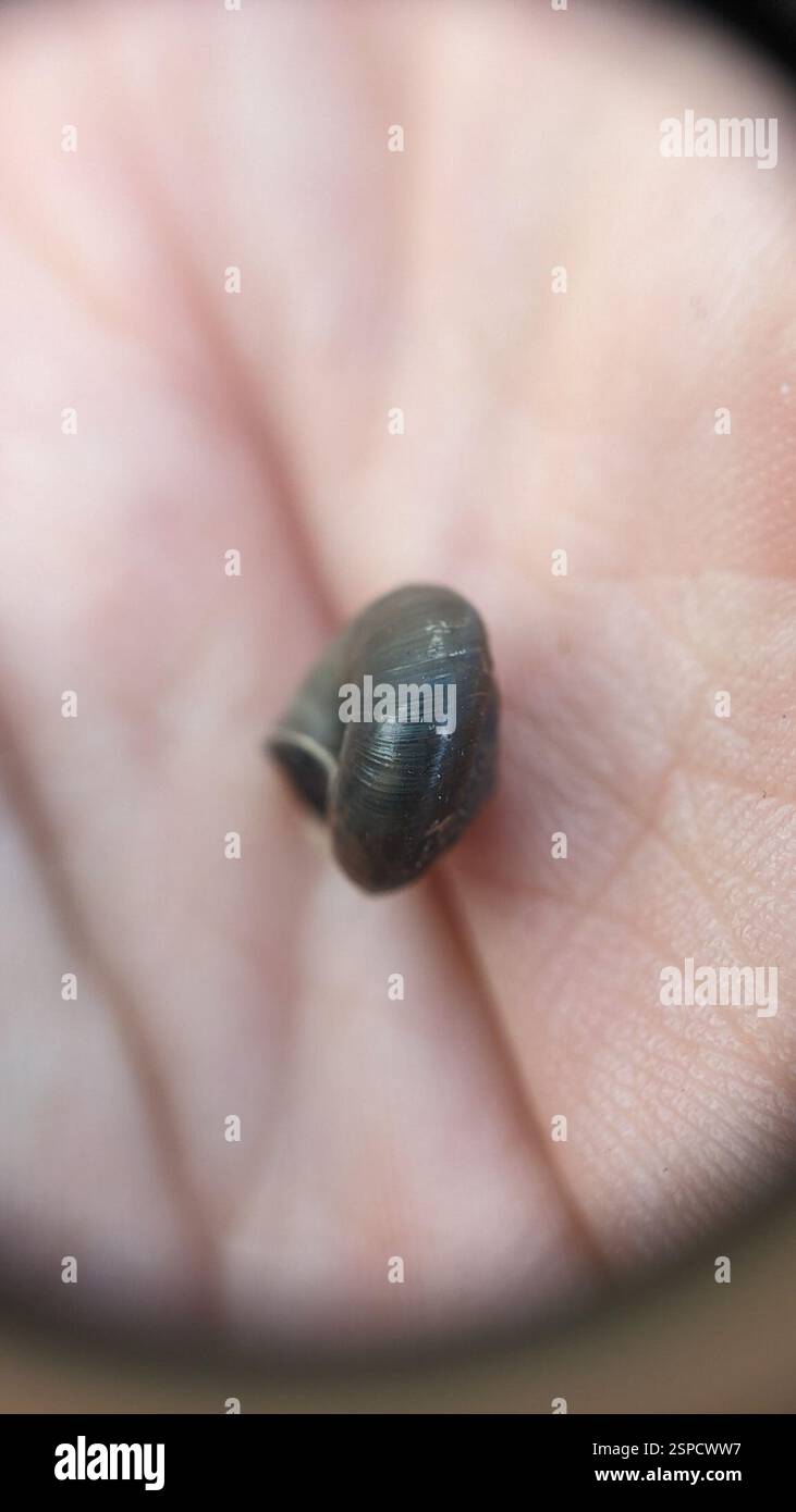 Strawberry Snail (Trochulus striolatus), Mollusca, Hackney Marshes ...