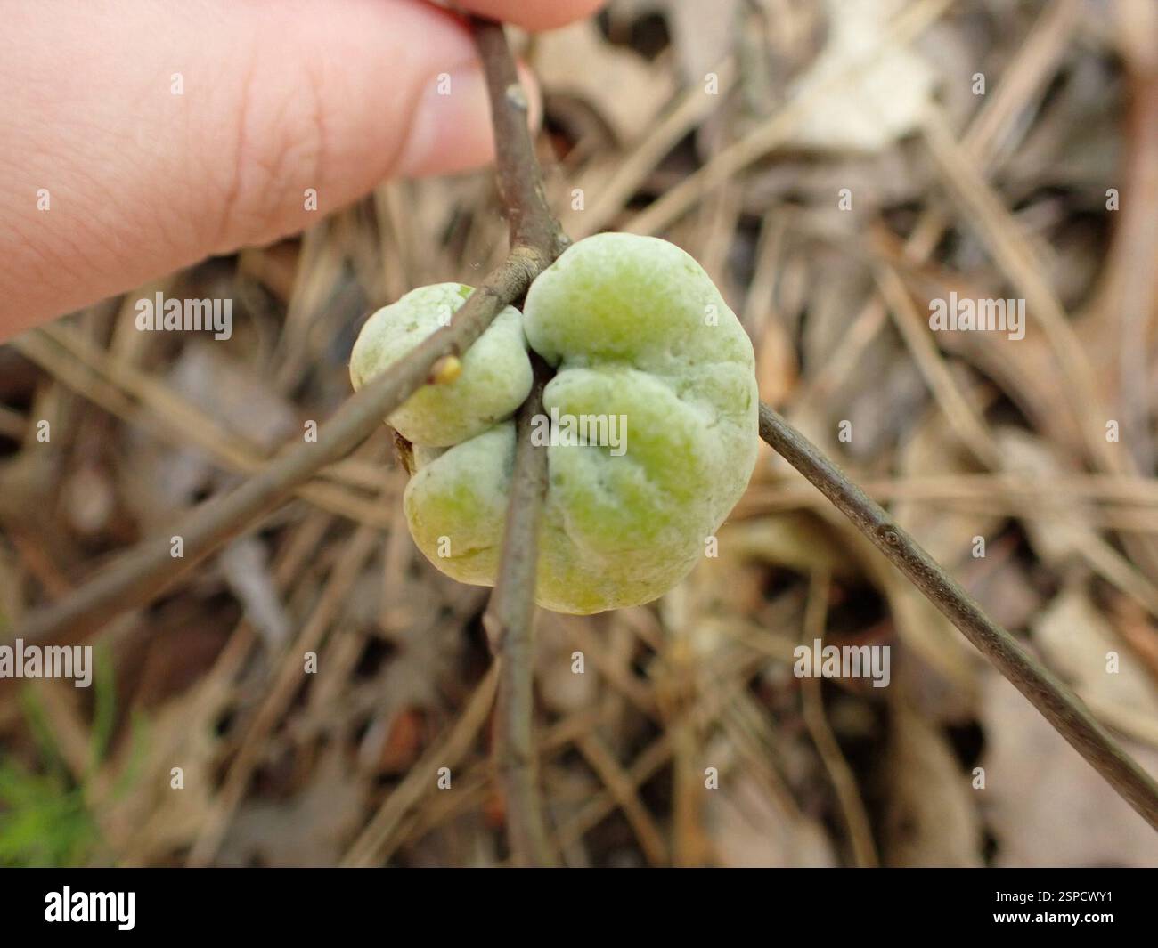 Sweetleaf Gall (Exobasidium symploci), Fungi, North Carolina, US, on ...
