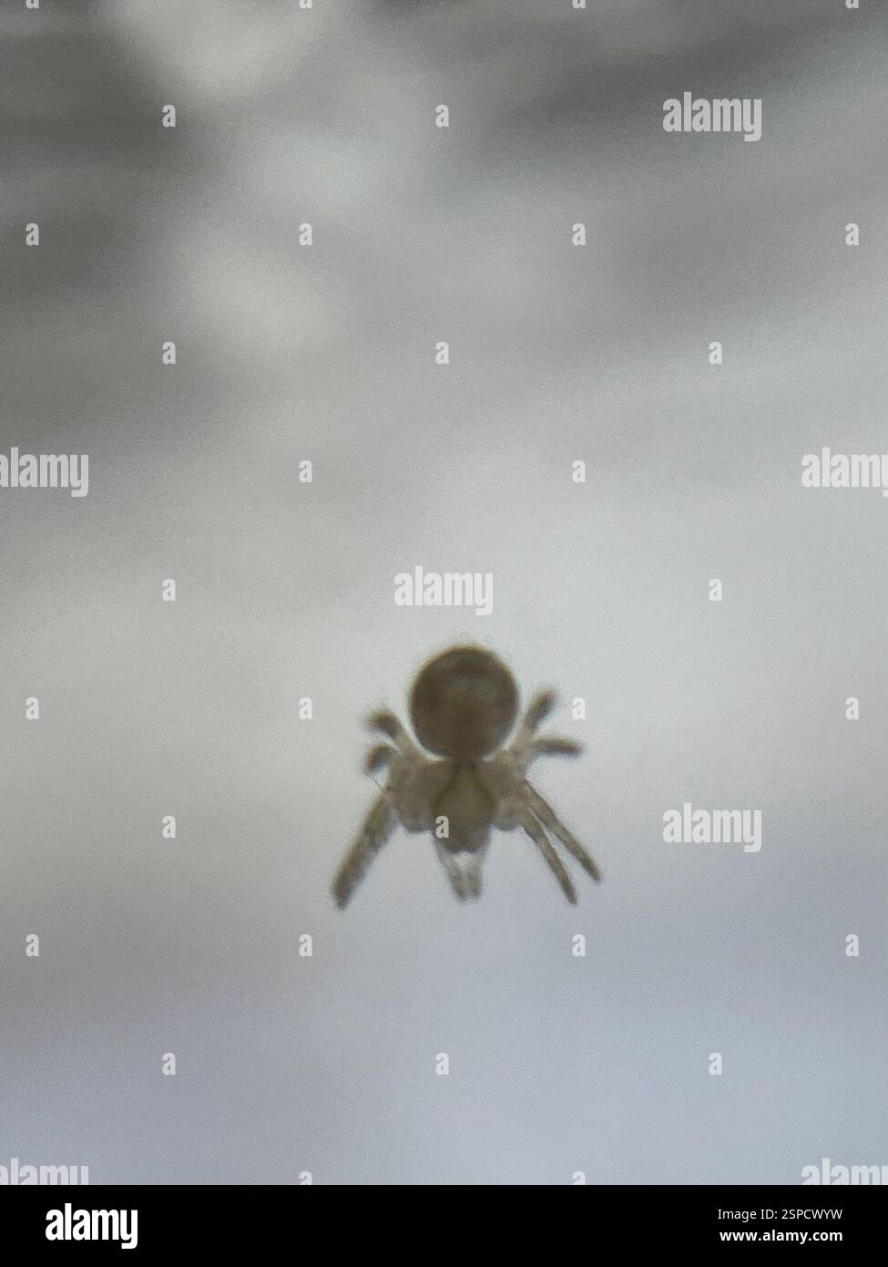 Spiders (Araneae), Arachnida, Melbourne VIC, Australia Stock Photo - Alamy