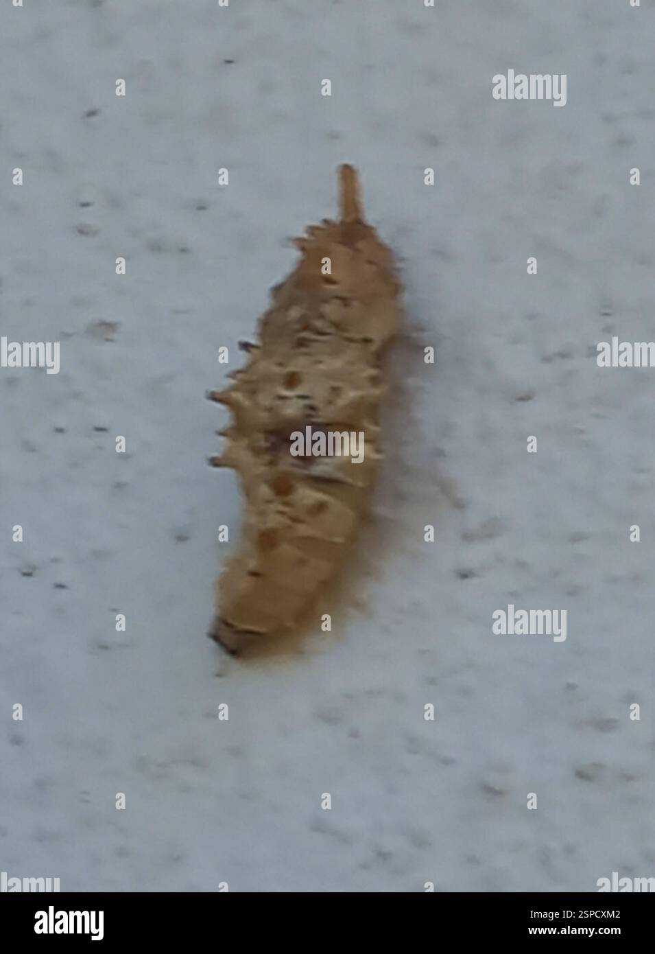 Eastern Dotted Border (Mylothris agathina), Insecta, Betty's Bay, 7141 ...