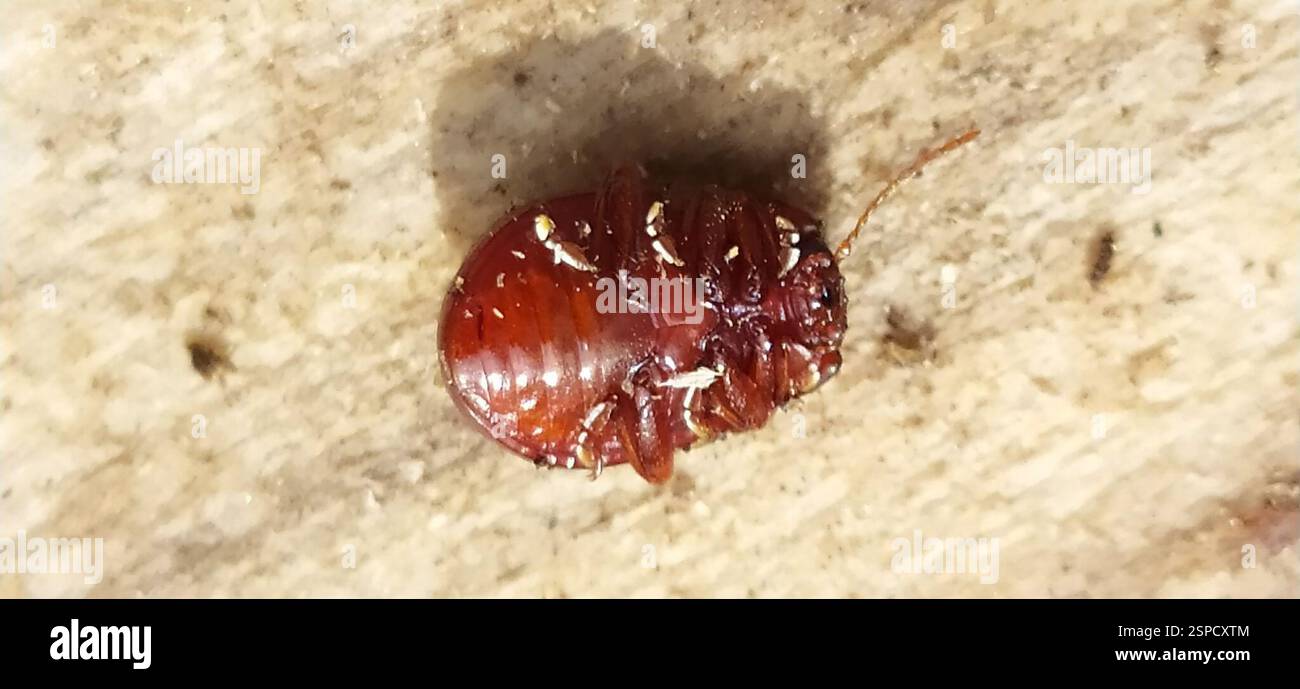 brown leaf beetle (Chrysolina staphylaea), Insecta, Карпинск ...