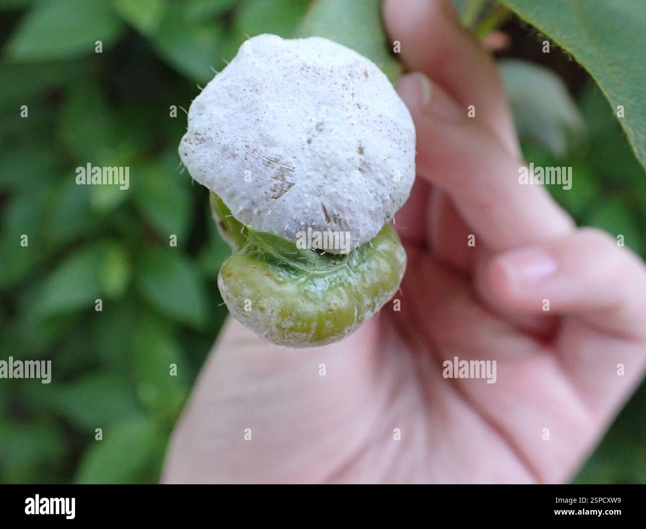 (Exobasidium), Fungi, North Carolina, US, the gall. on azalea Stock ...
