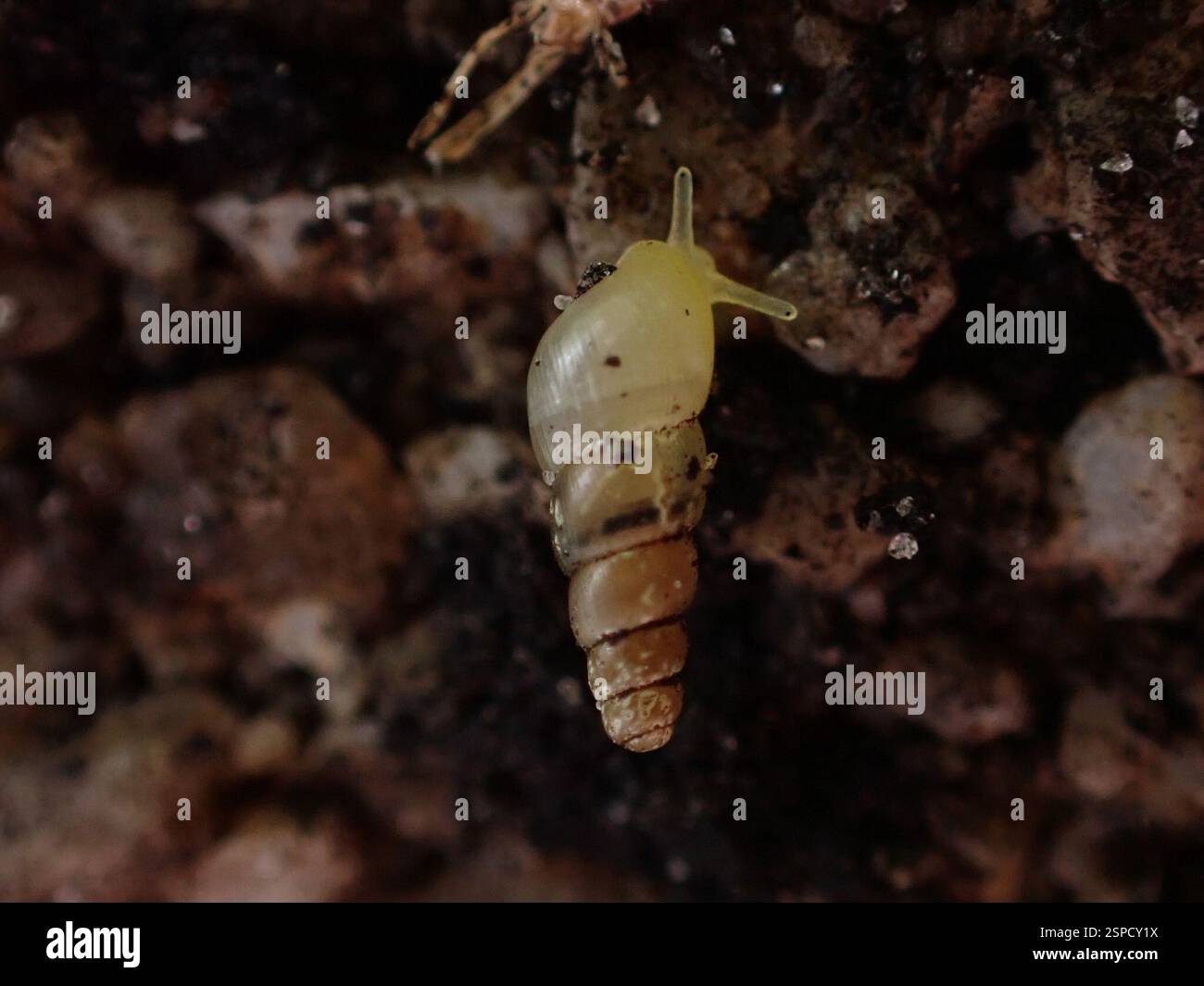 Awl Snails and Allies (Subulininae), Mollusca, North Carolina, US Stock ...