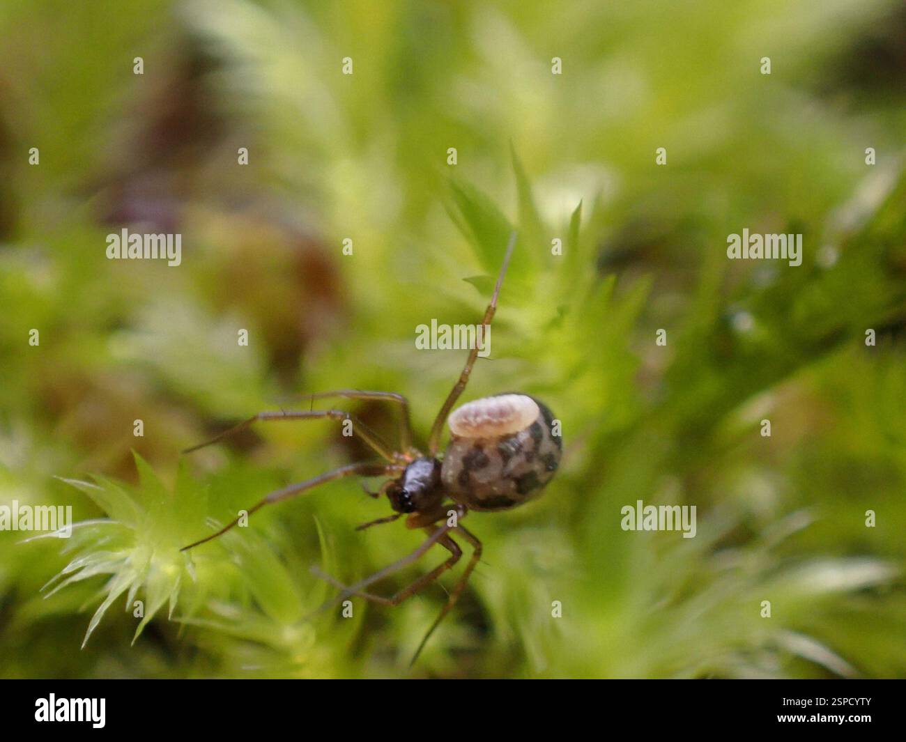 (Tenuiphantes), Arachnida, Central Vancouver, Vancouver, BC, Canada ...