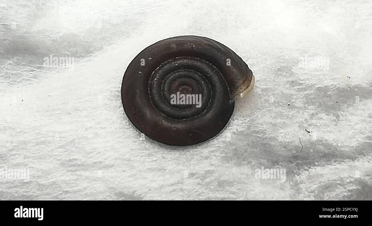 Whirlpool Ram's-horn (Anisus vortex), Mollusca, Rieder, Ballenstedt ...