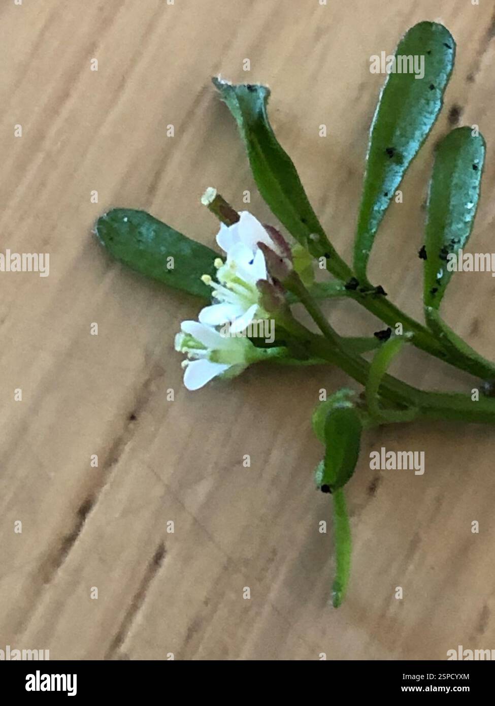 hairy bittercress (Cardamine hirsuta), Plantae, Manor Way, Cardiff ...