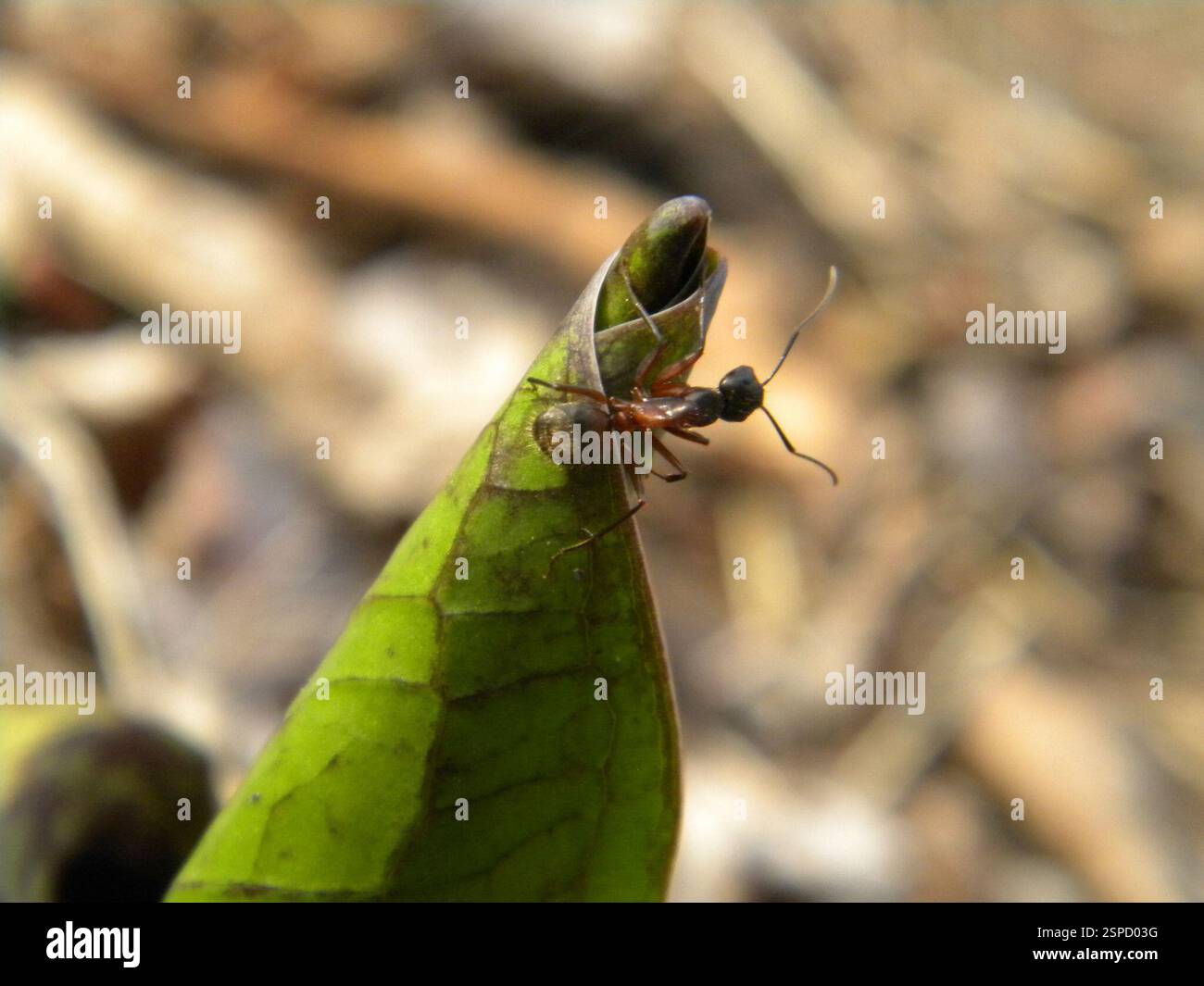 Ferruginous Carpenter Ant (Camponotus chromaiodes), Insecta, Vetereran ...