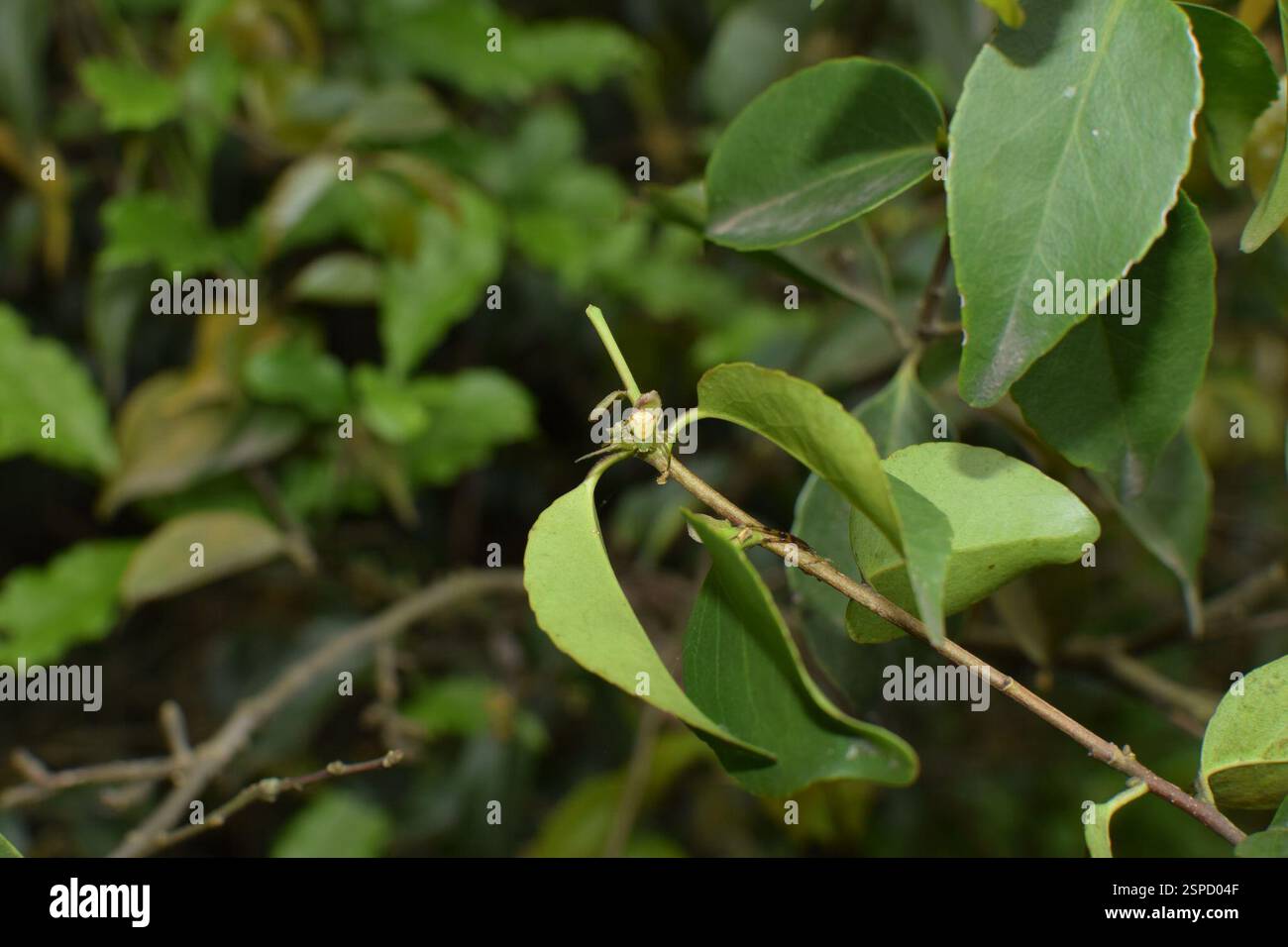 Triangle Crab Spider (Ebrechtella tricuspidata), Arachnida, 中国浙江省杭州市余杭区 ...