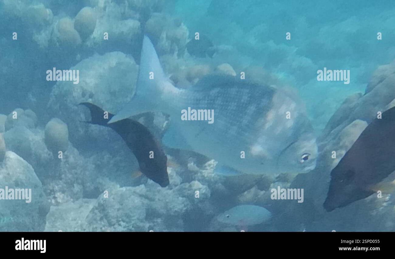 Highfin Chub (Kyphosus cinerascens), Actinopterygii, Kaafu Atoll ...