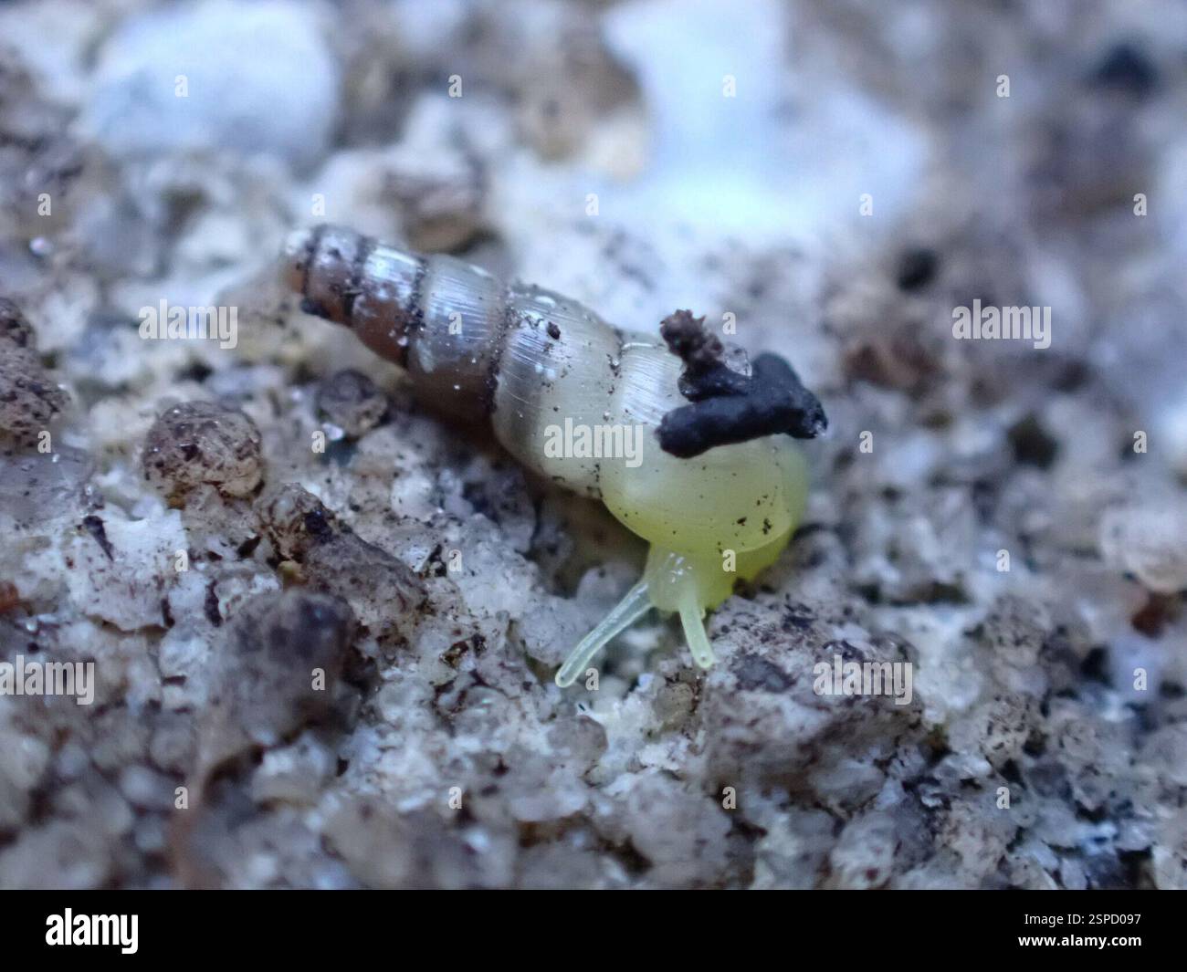 Awl Snails and Allies (Subulininae), Mollusca, North Carolina, US Stock ...