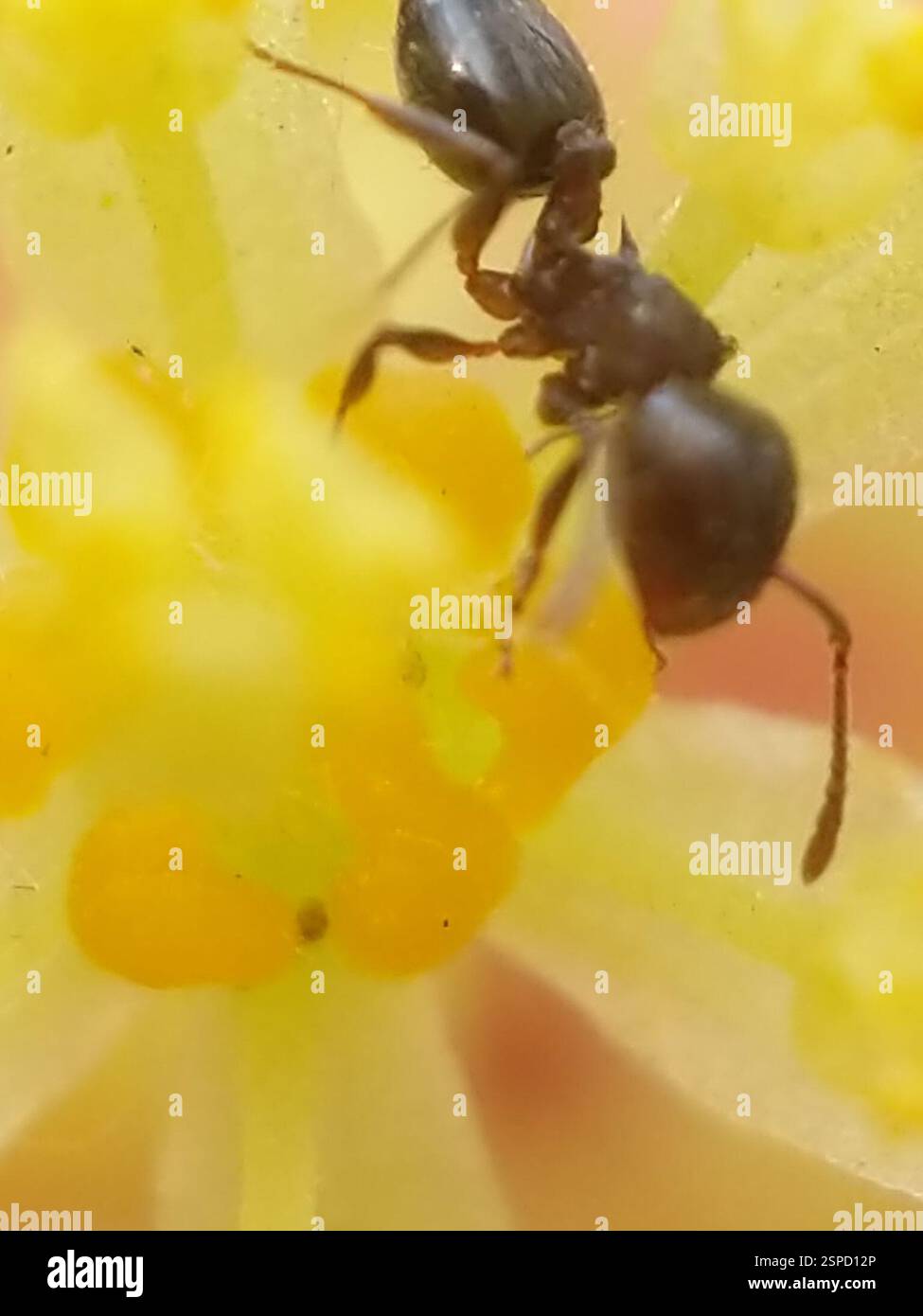 Acrobat Ants and Cocktail Ants (Crematogaster), Insecta, Duryea, PA ...
