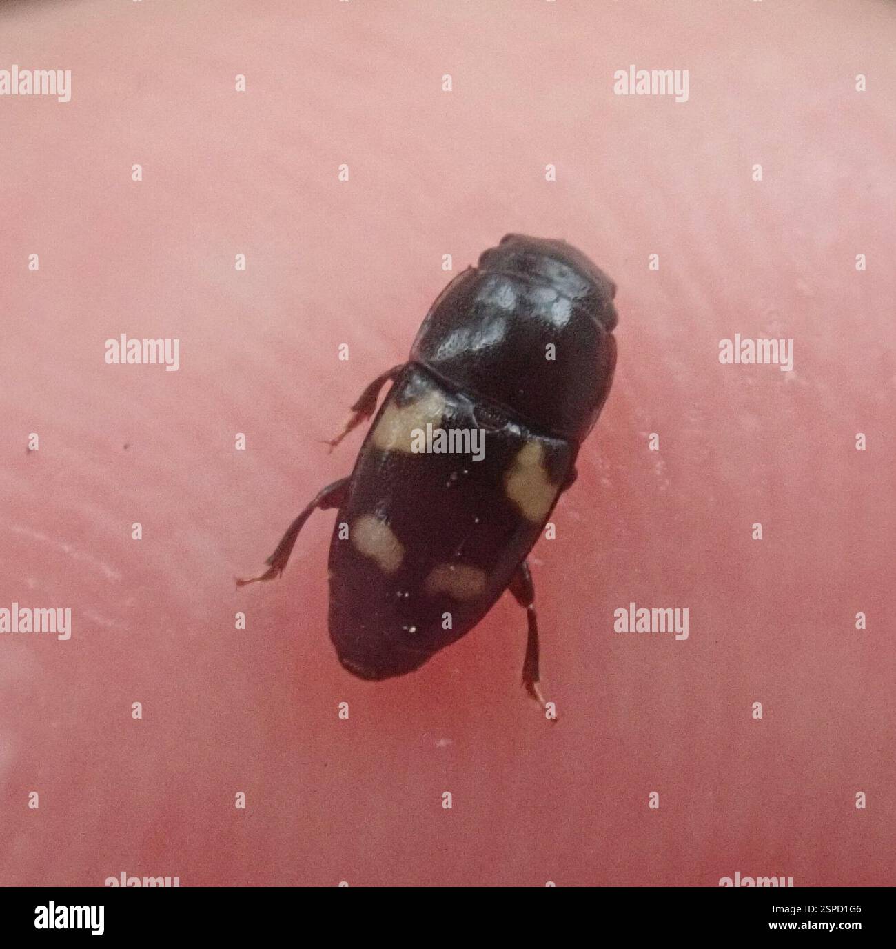 Four-spotted Sap Beetle (Glischrochilus quadrisignatus), Insecta, Athol ...