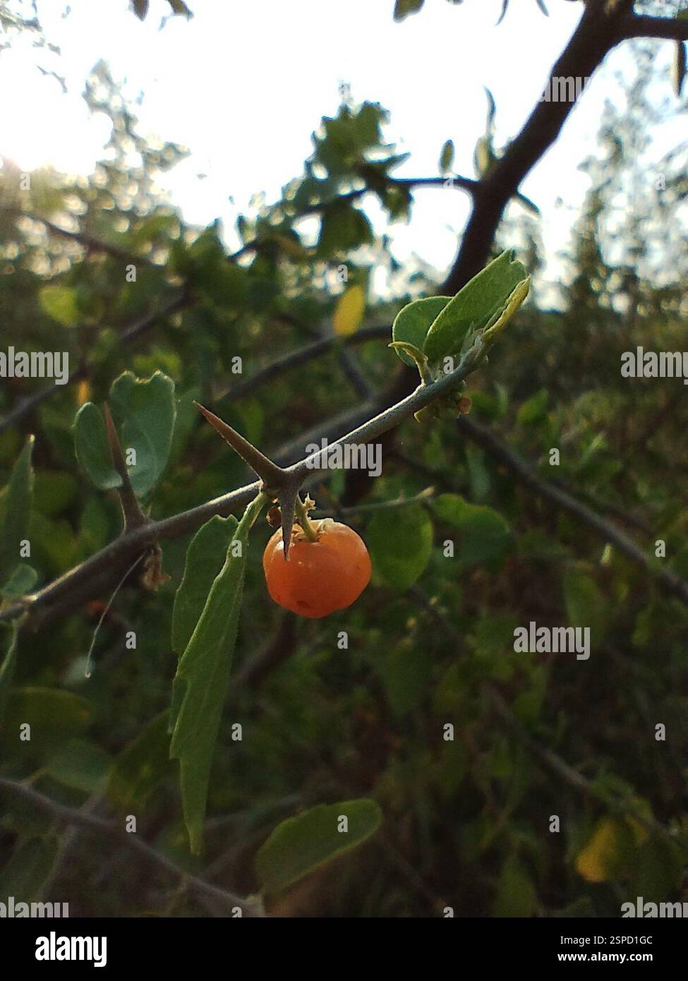 spiny hackberry (Celtis pallida), Plantae, Oro Verde, Entre Ríos ...