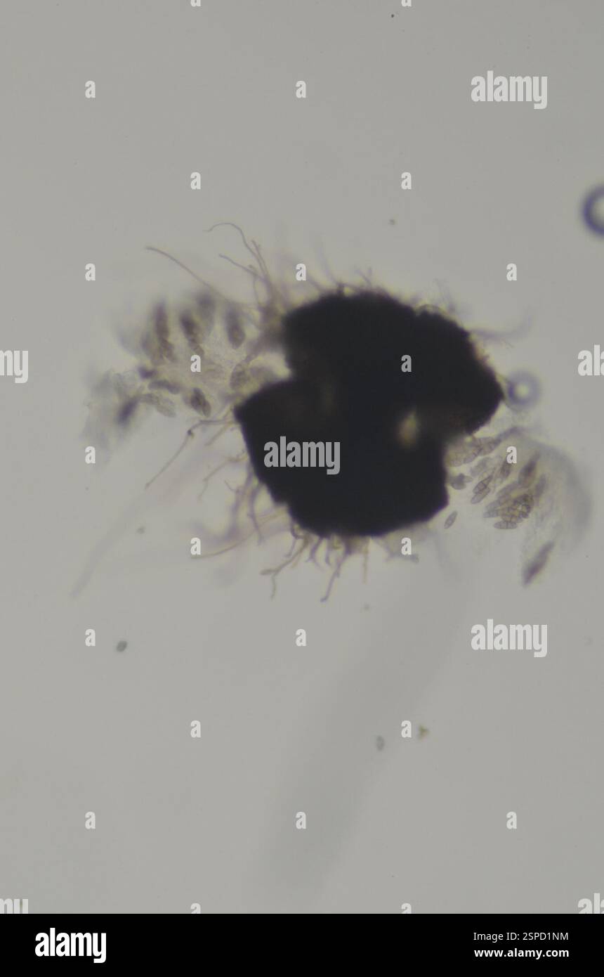 (Epibryon), Fungi, Mount Waddington, BC, Canada, Taken from herbarium ...