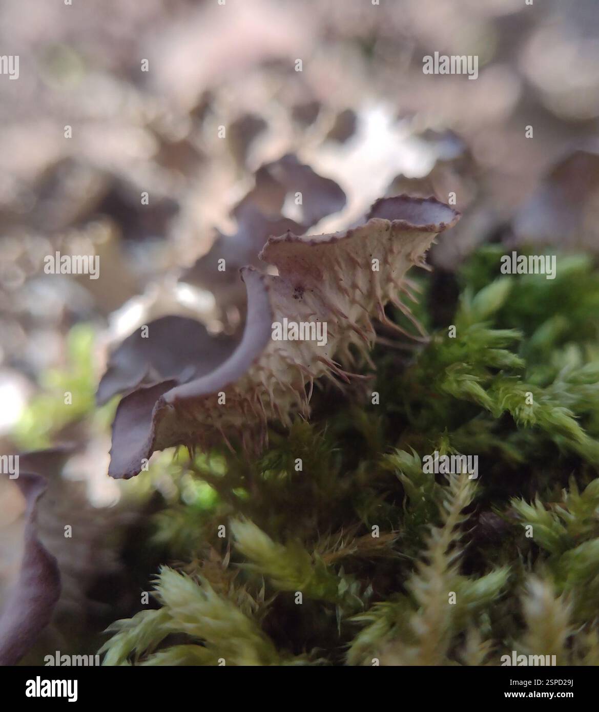 scaly pelt lichen (Peltigera praetextata), Fungi, Chwarzno-Wiczlino ...