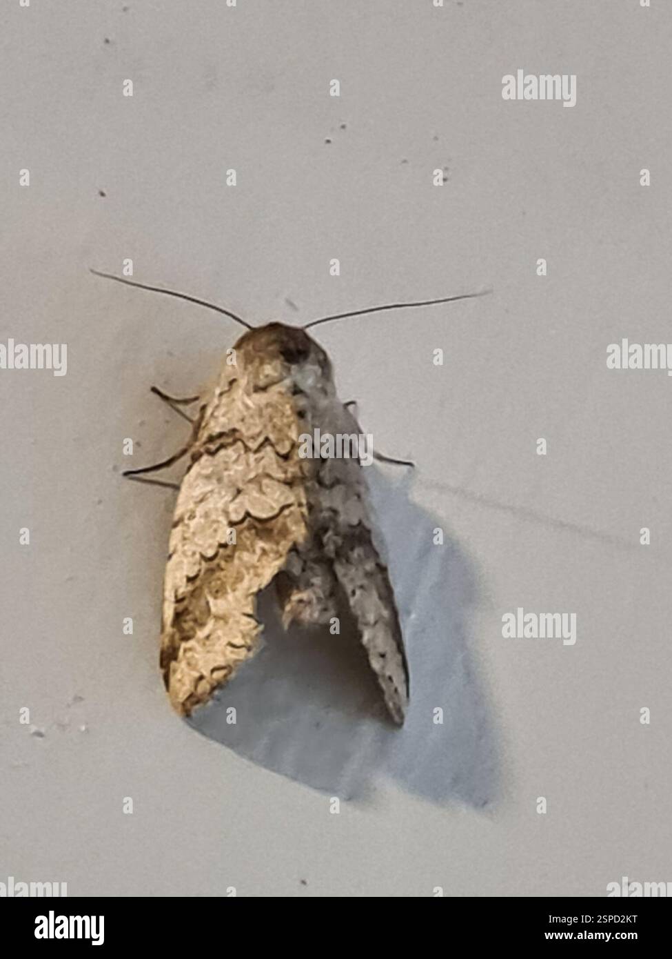 Owlet Moths and Allies (Noctuoidea), Insecta, Klaaskreek, SR-BR, SR ...