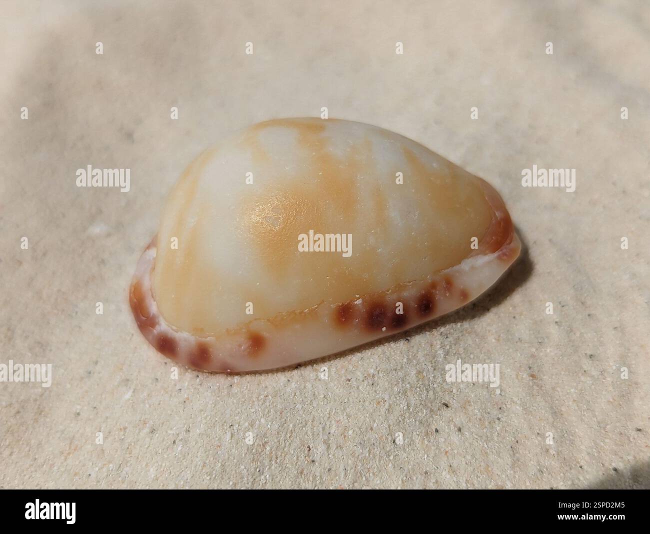 (Mauritia histrio), Mollusca, Maldives Stock Photo - Alamy