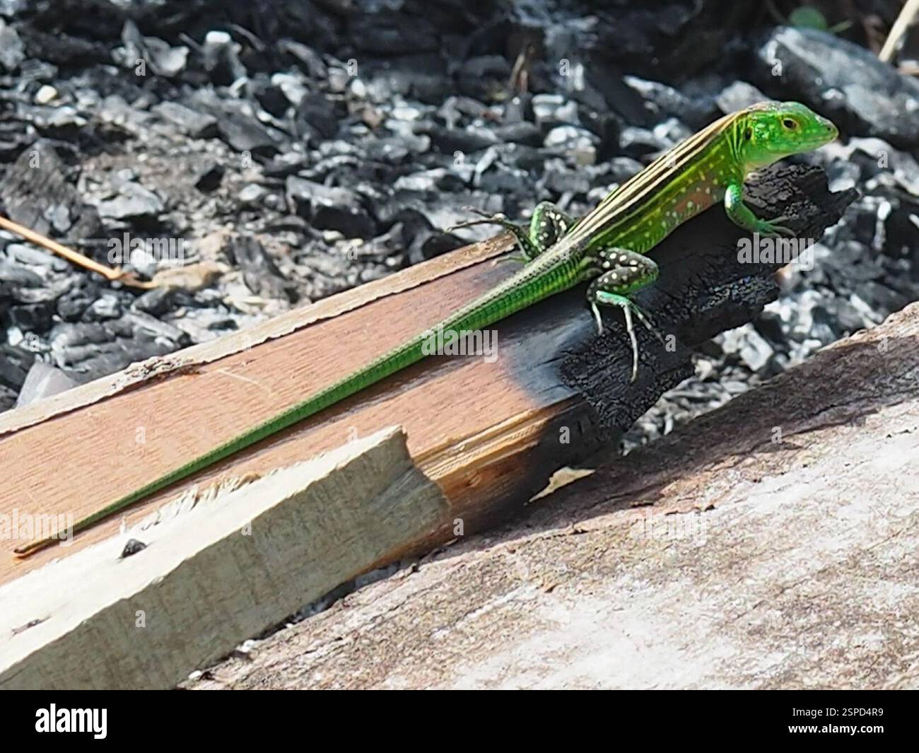 Rainbow Whiptail (Cnemidophorus lemniscatus), Reptilia, Noord ...
