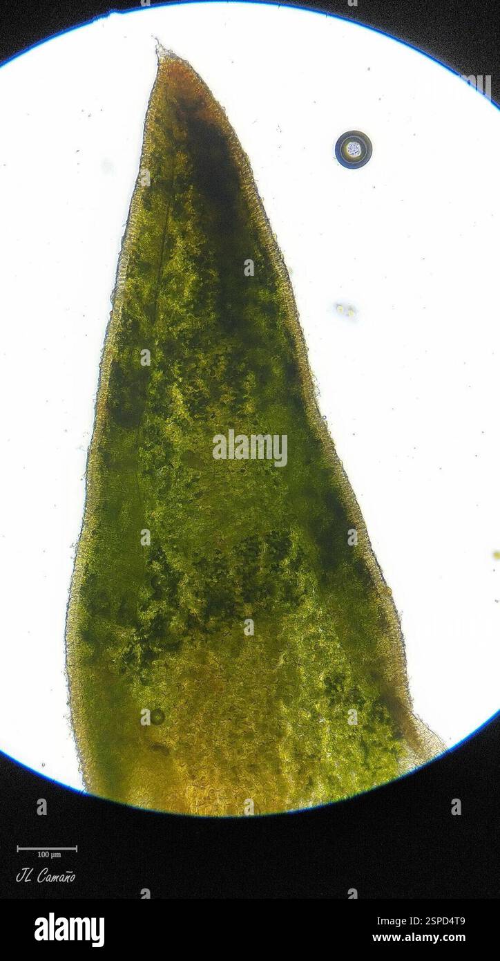 Common Aloe-moss (Aloina aloides), Plantae, Province of Ourense, Spain ...